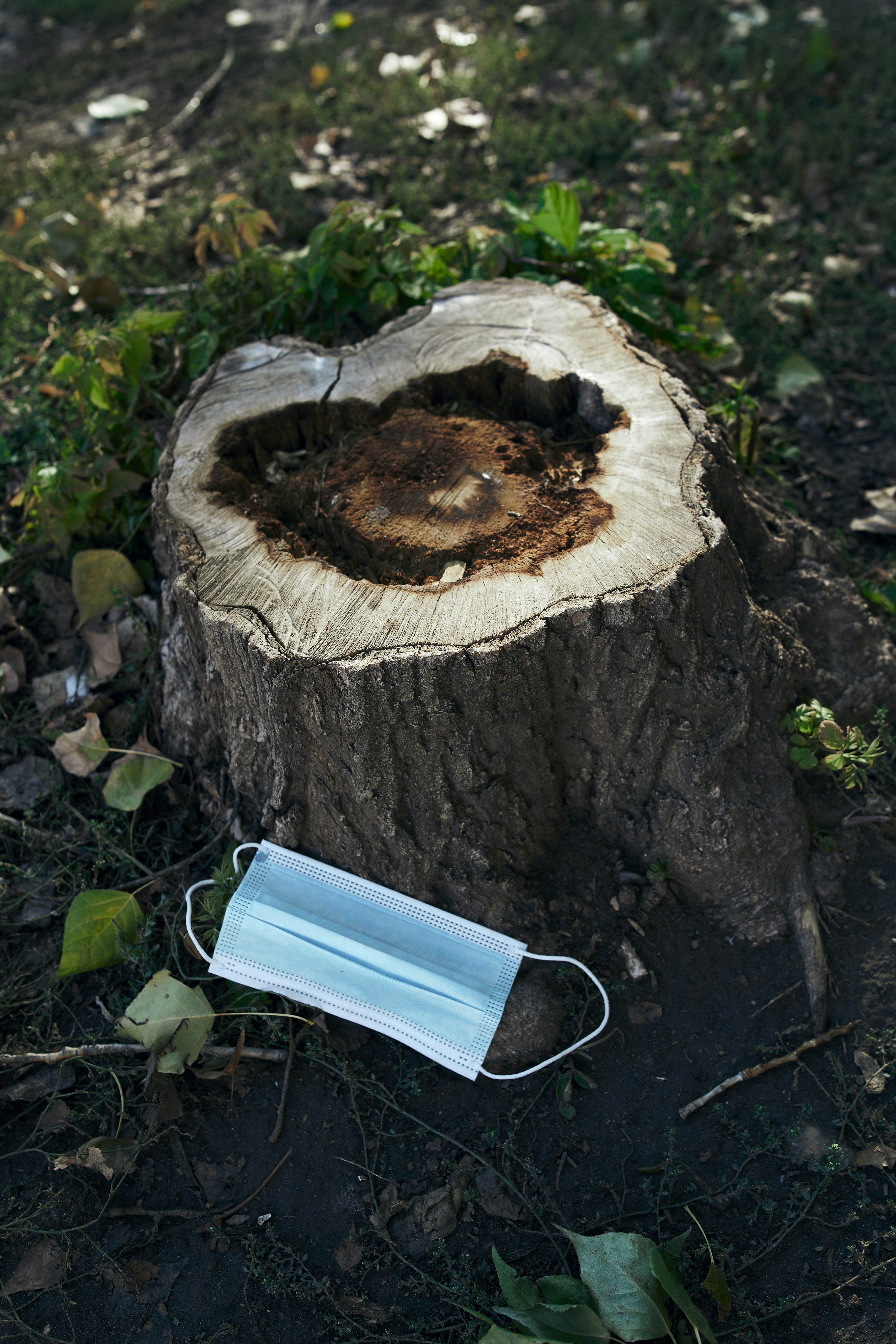 A face mask sitting on top of a tree stump photo – Free Grey Image on ...
