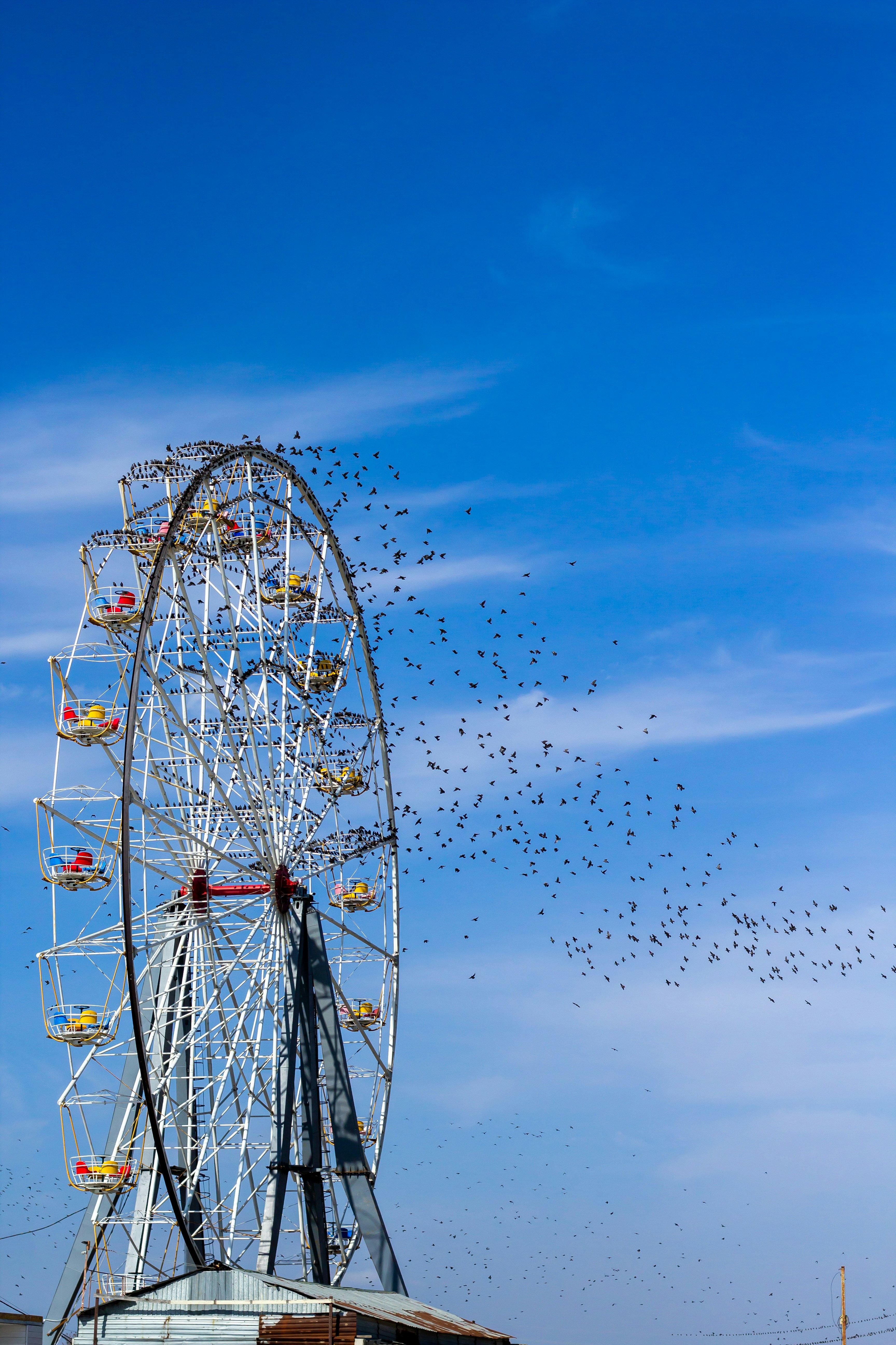 Giant Ferris Wheel in a Sea of Birds Under a Velvet Sky