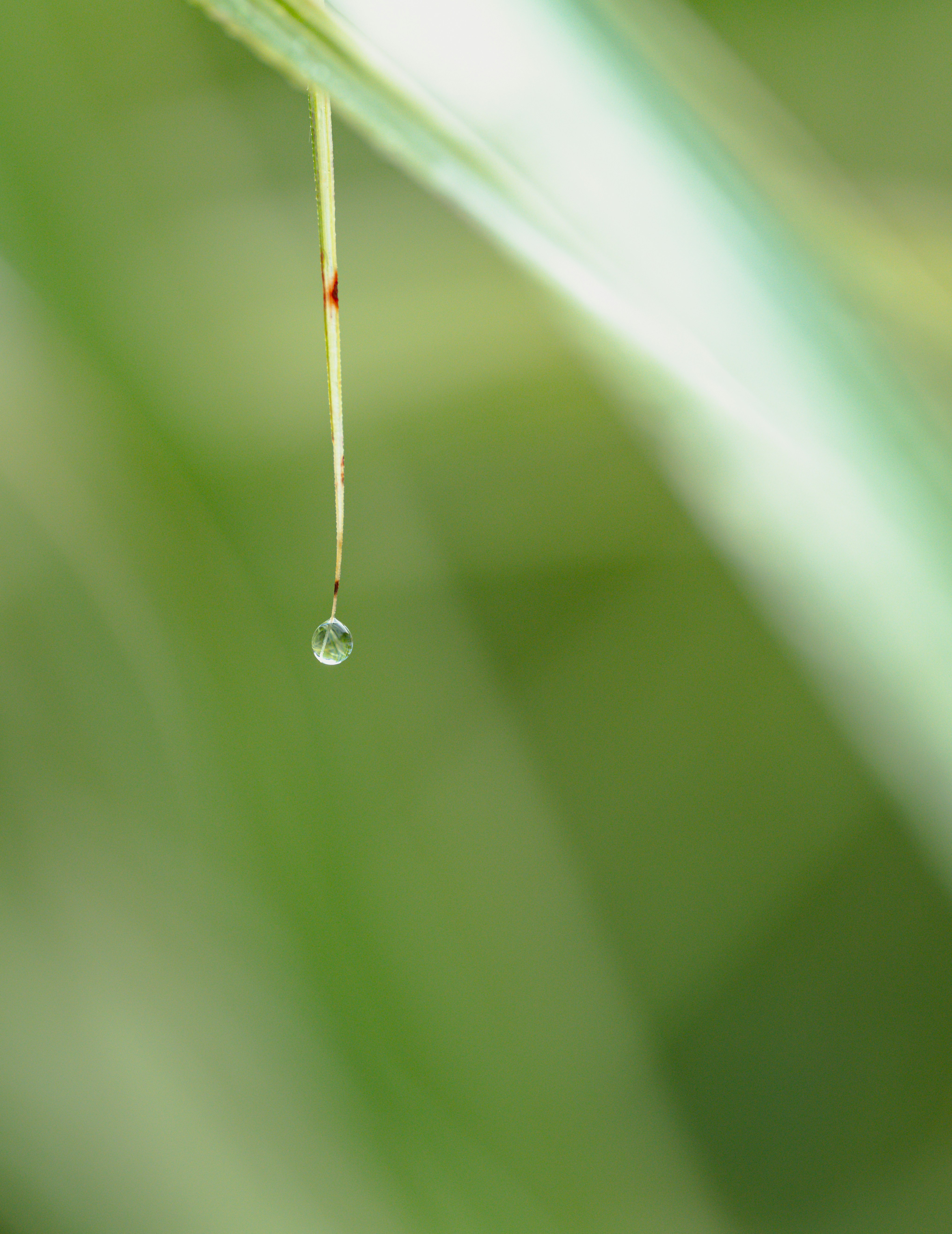 A drop of water hanging from a green leaf photo – Free Water drop Image ...