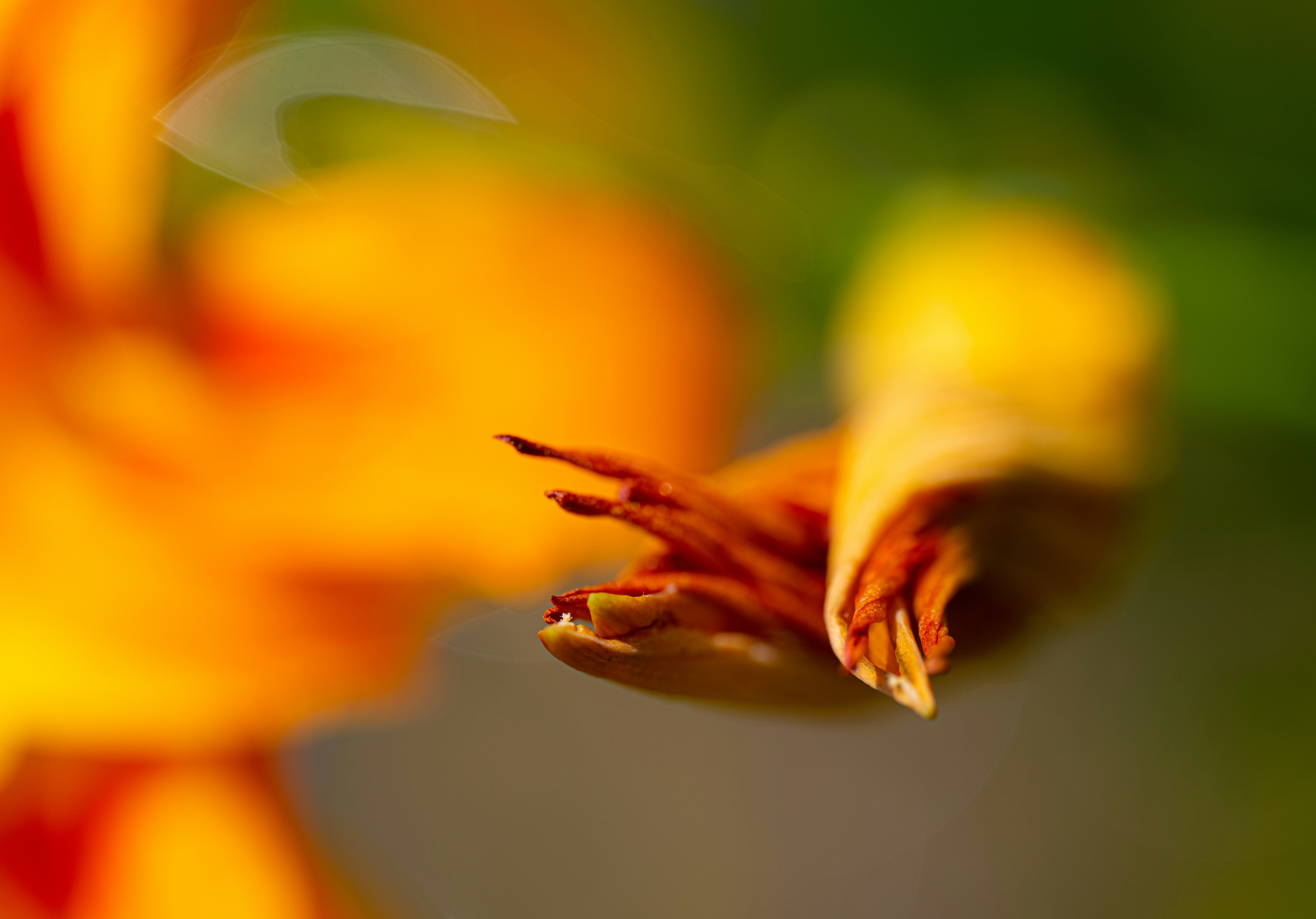 a close up of a flower with a blurry background