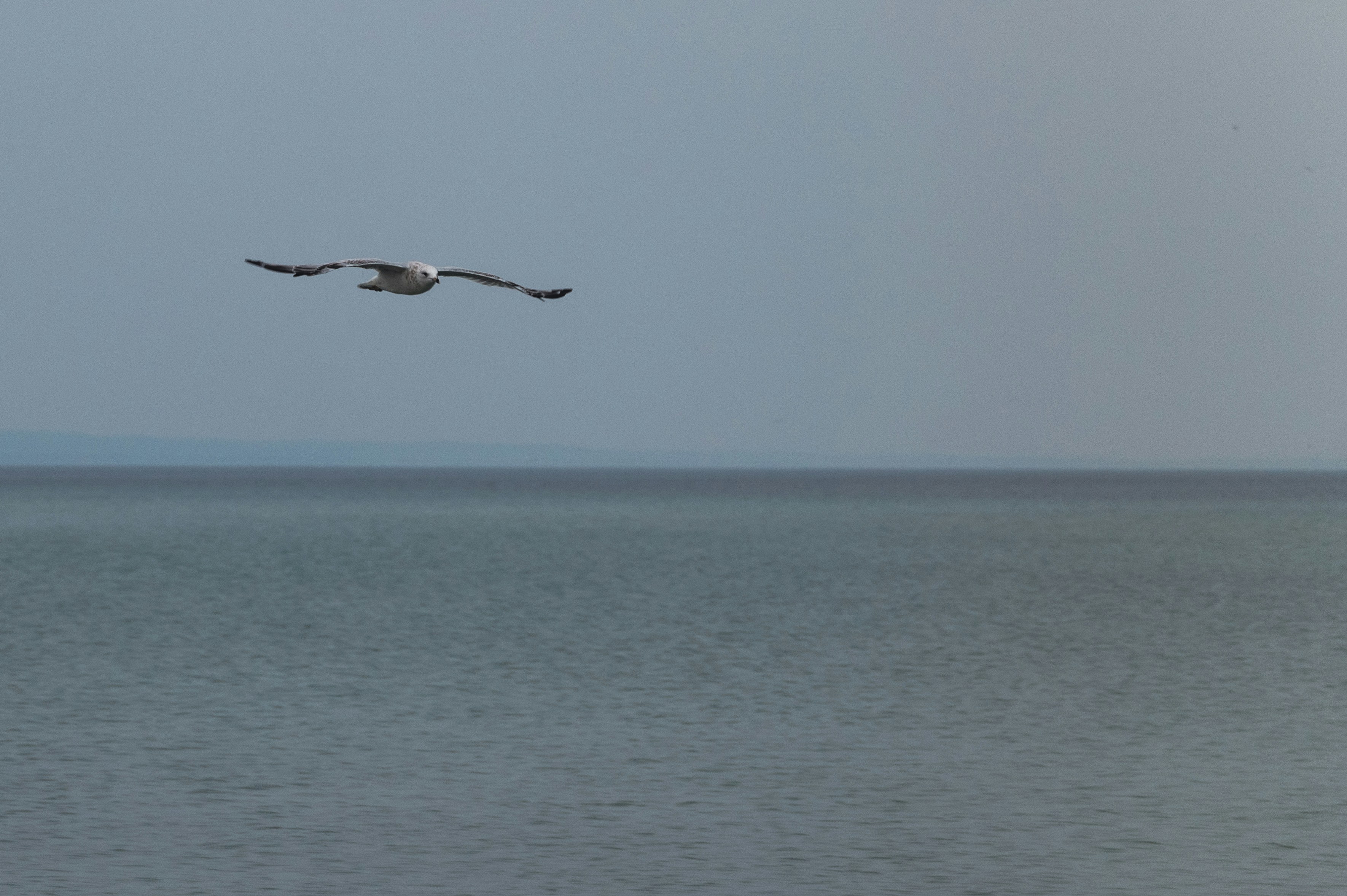 A pelican gracefully flies above calm sea waters, showcasing its wings in a peaceful coastal setting.