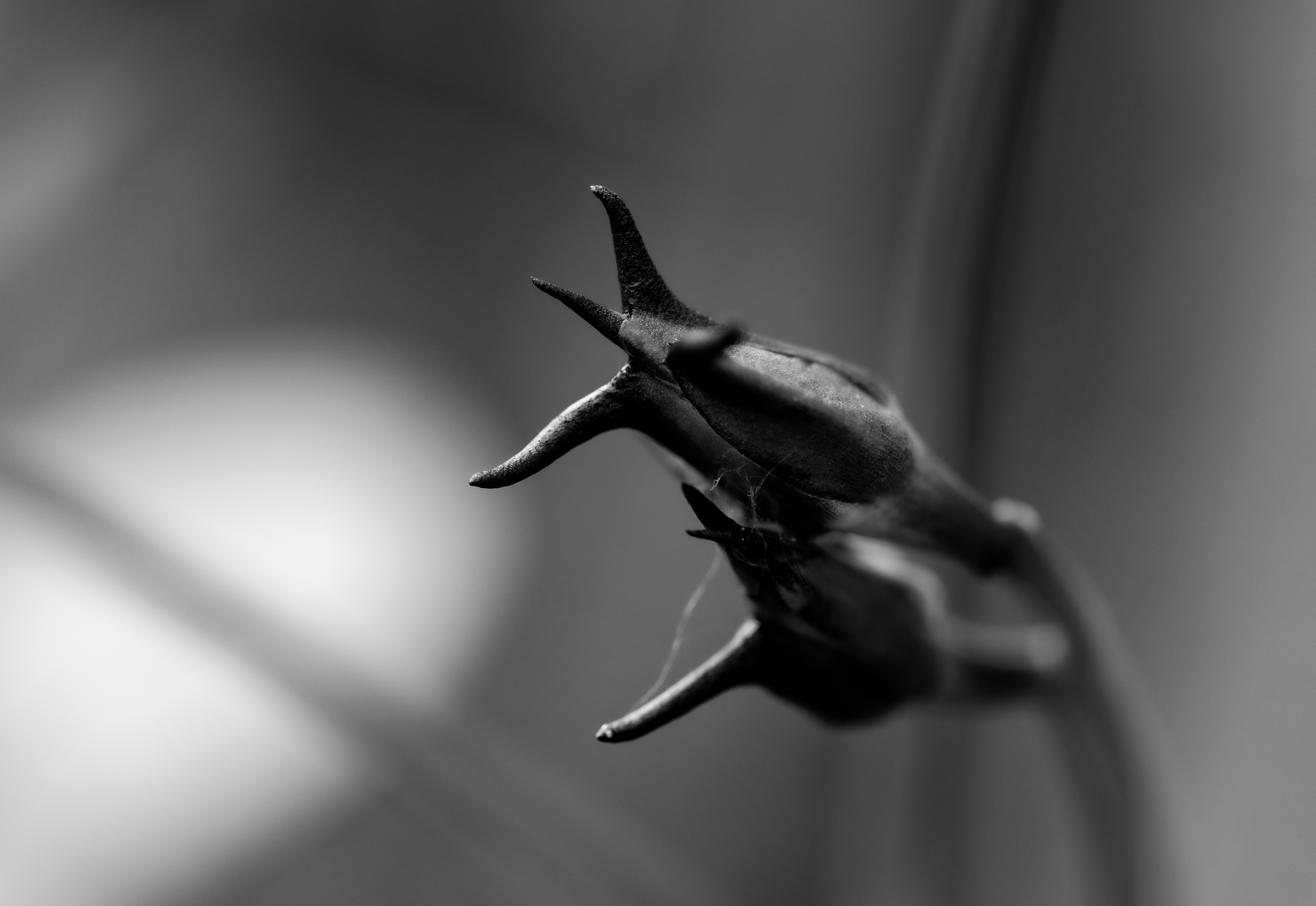 Monochrome Spike: Macro Close-Up of a Thorn