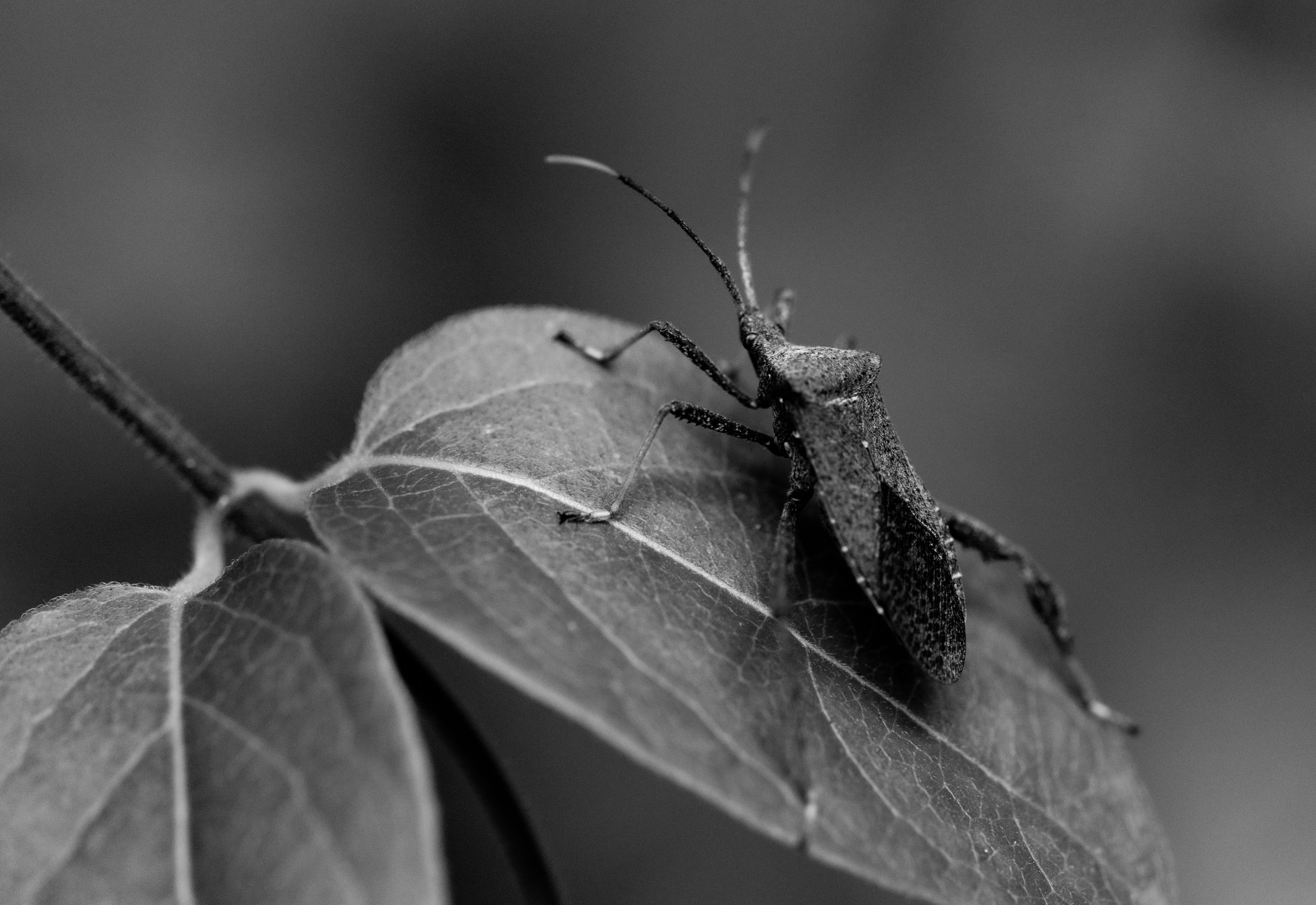 A close-up of a bug perched on a leaf, showcasing intricate textures and patterns in monochrome.