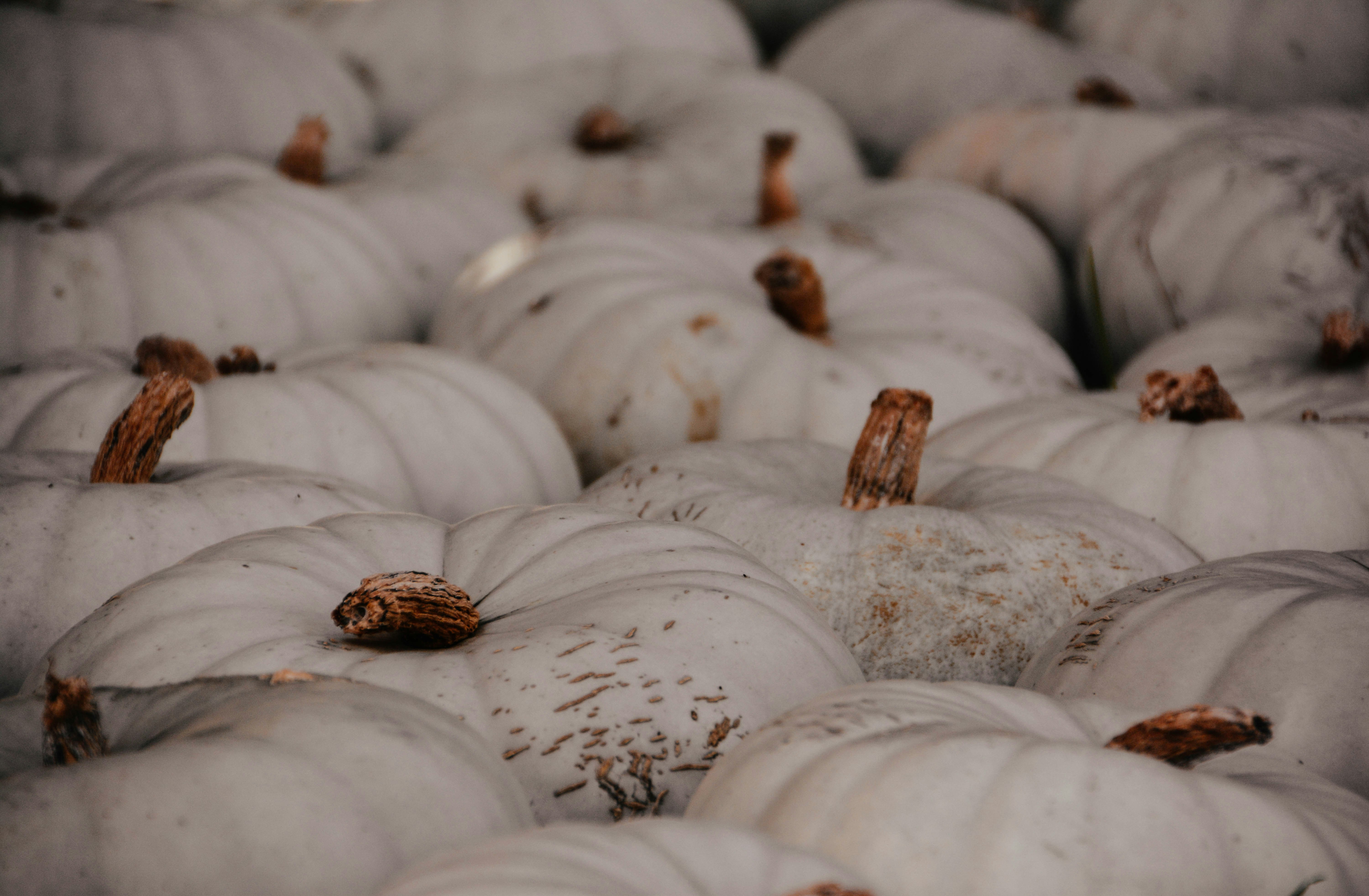 A cluster of pale pumpkins with textured surfaces and distinct stems, arranged closely together in a harvest setting.