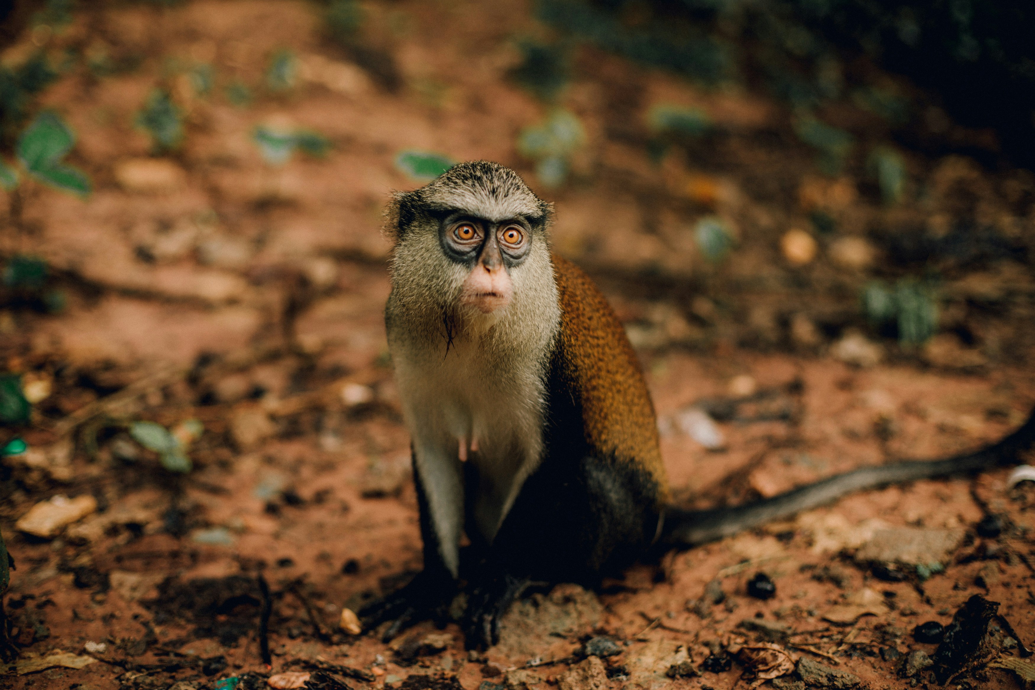 Curious Squirrel Monkeys: A Close-Up in Dappled Light