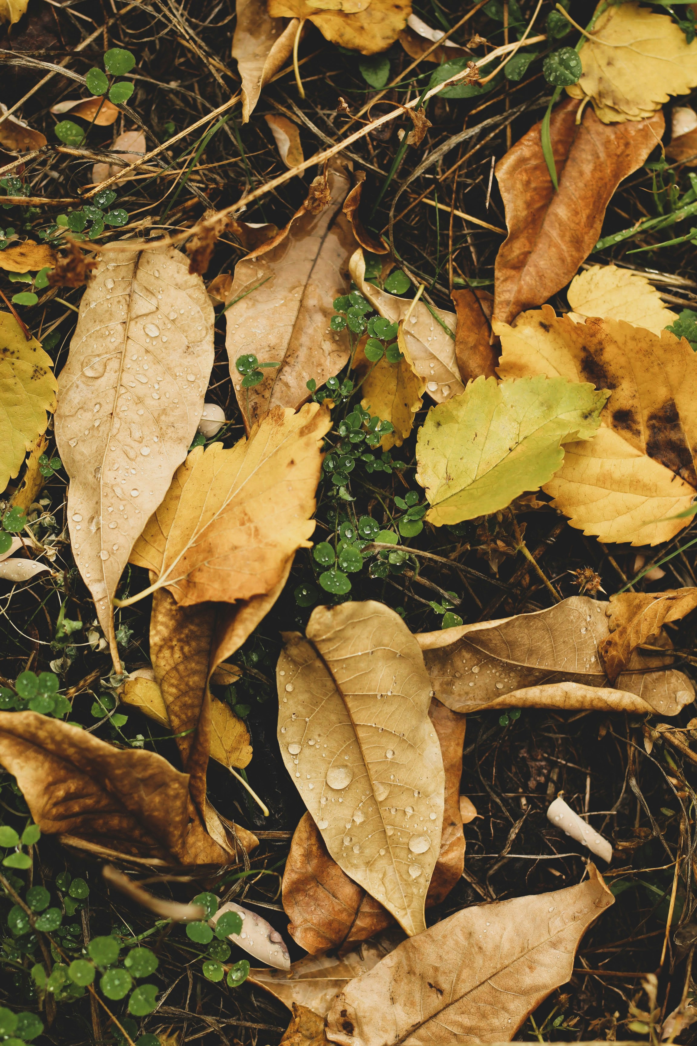 A vibrant assortment of fallen leaves in various hues, adorned with droplets of water, resting on the forest floor.