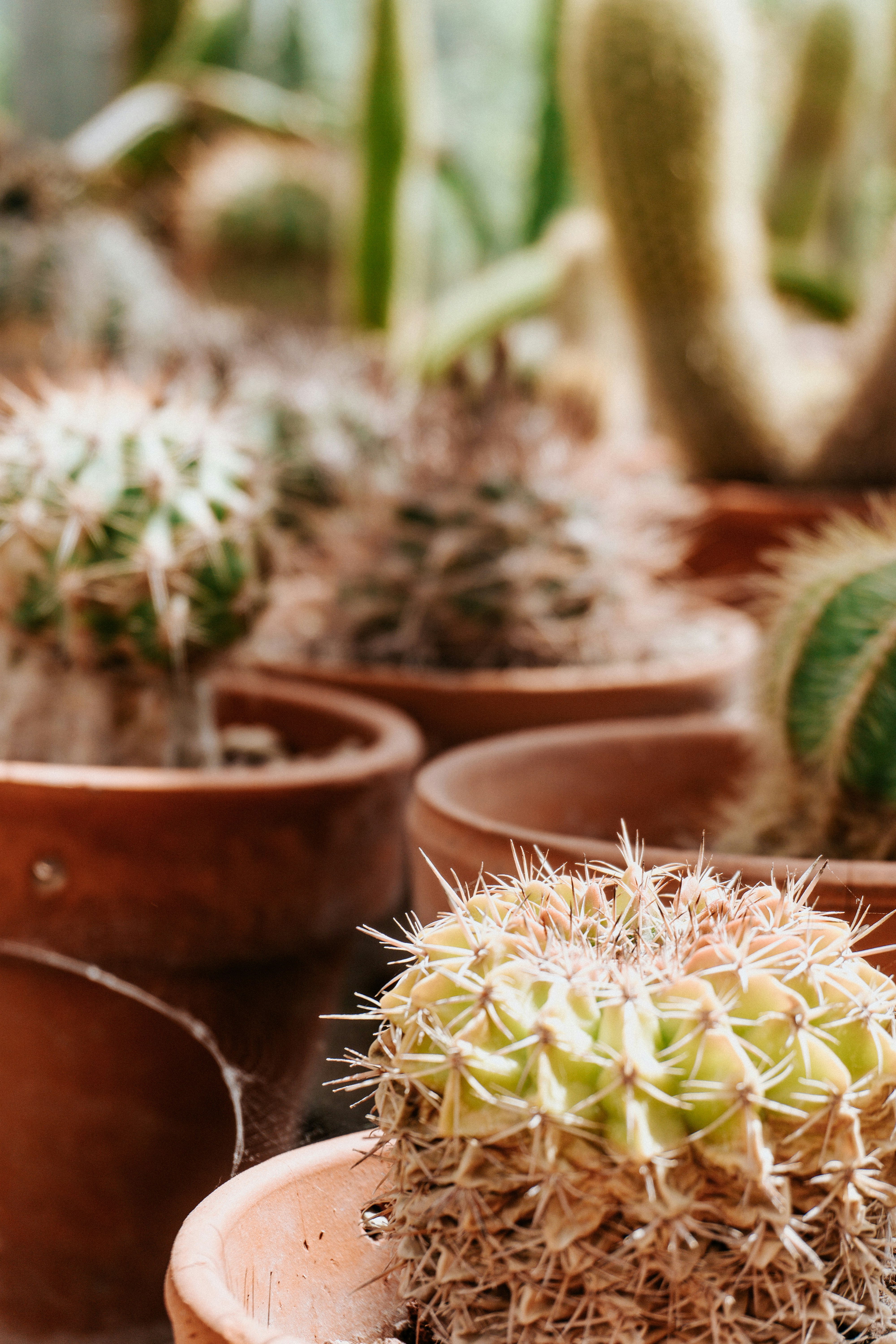 Close-up of various cacti in terracotta pots, showcasing their unique textures and forms. The arrangement highlights the diversity of desert flora.