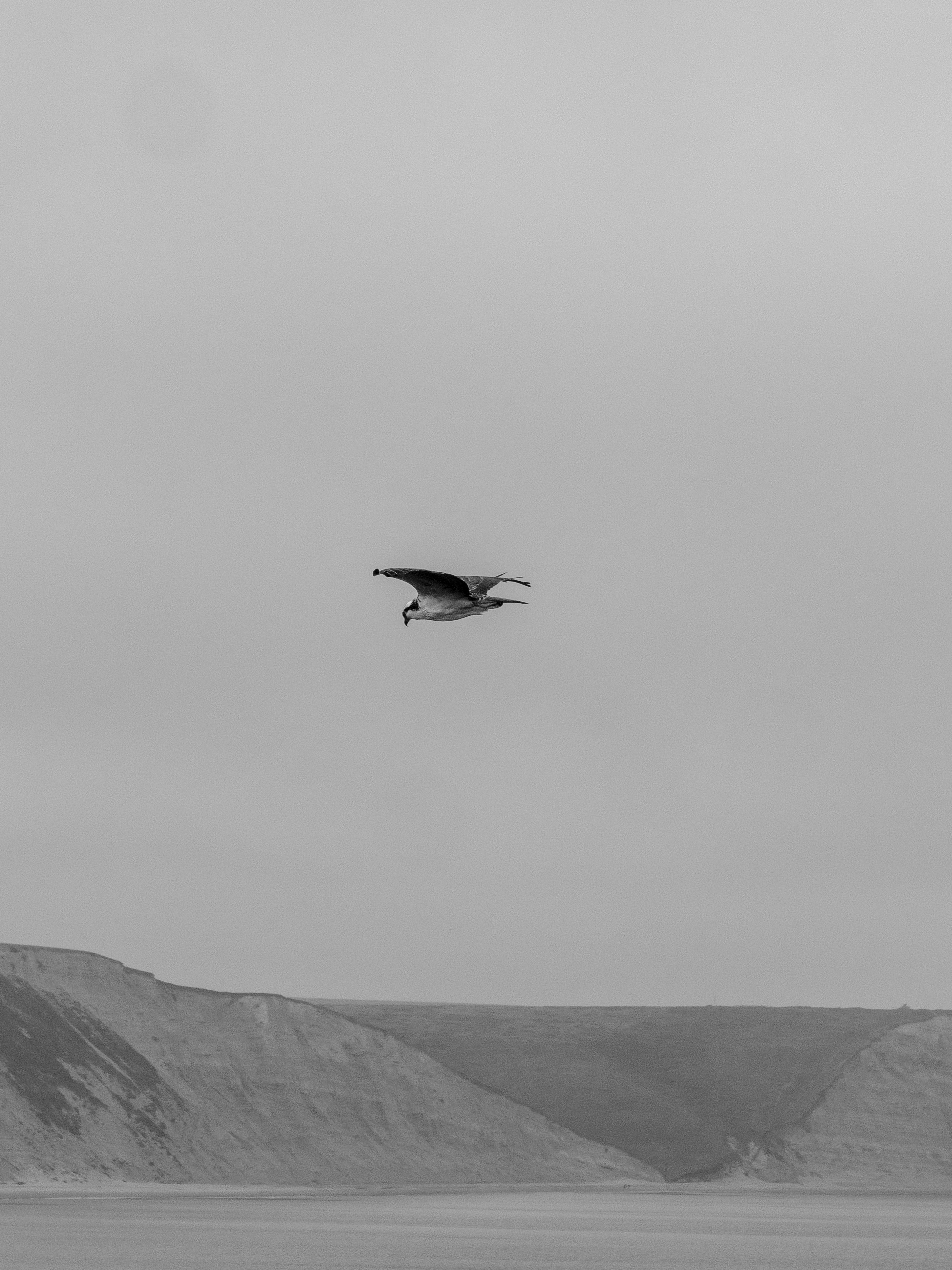 Lone seabird gliding over a pale coastal cliffscape