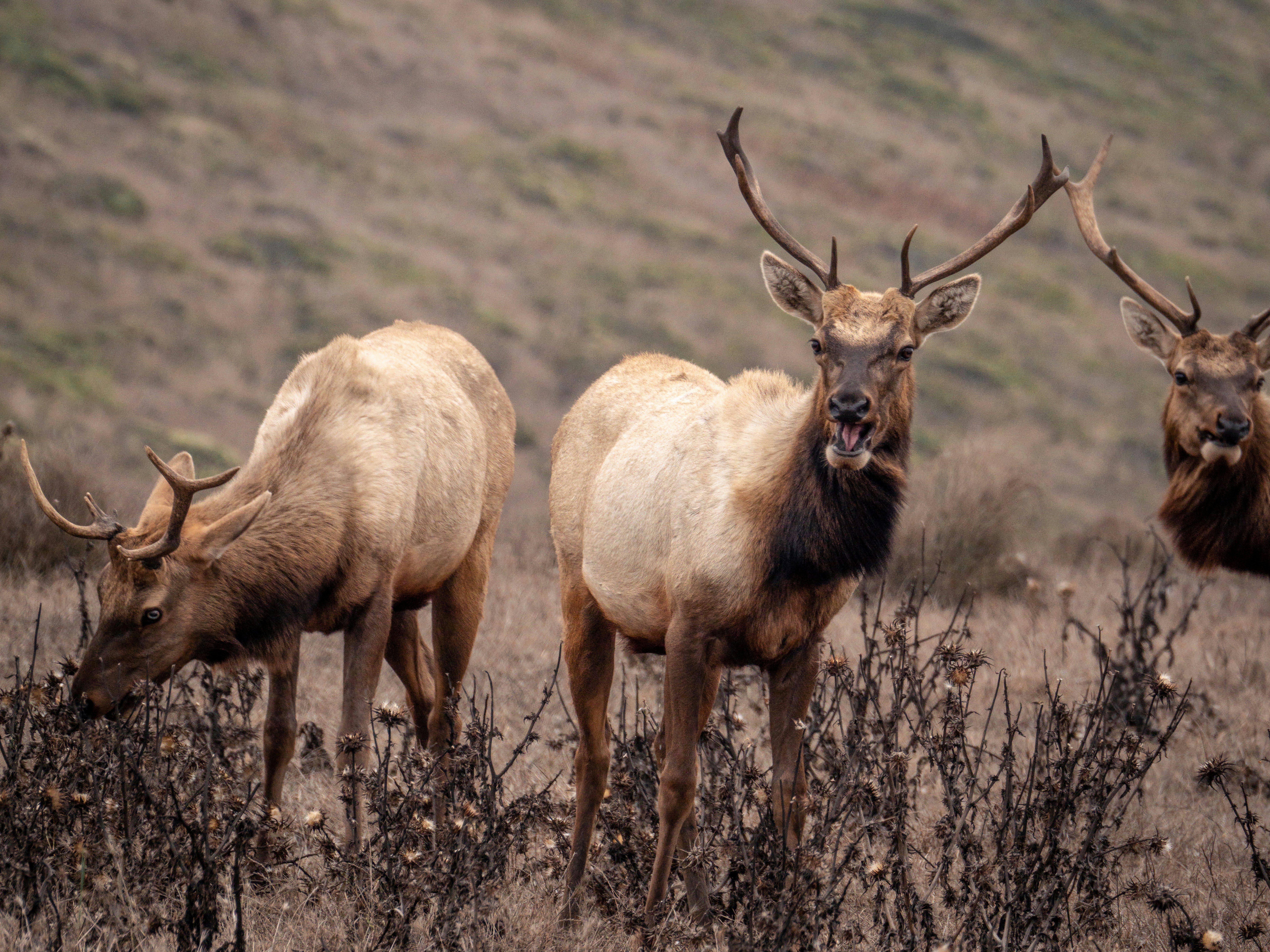 A group of elk standing on top of a dry grass field photo – Free Point ...