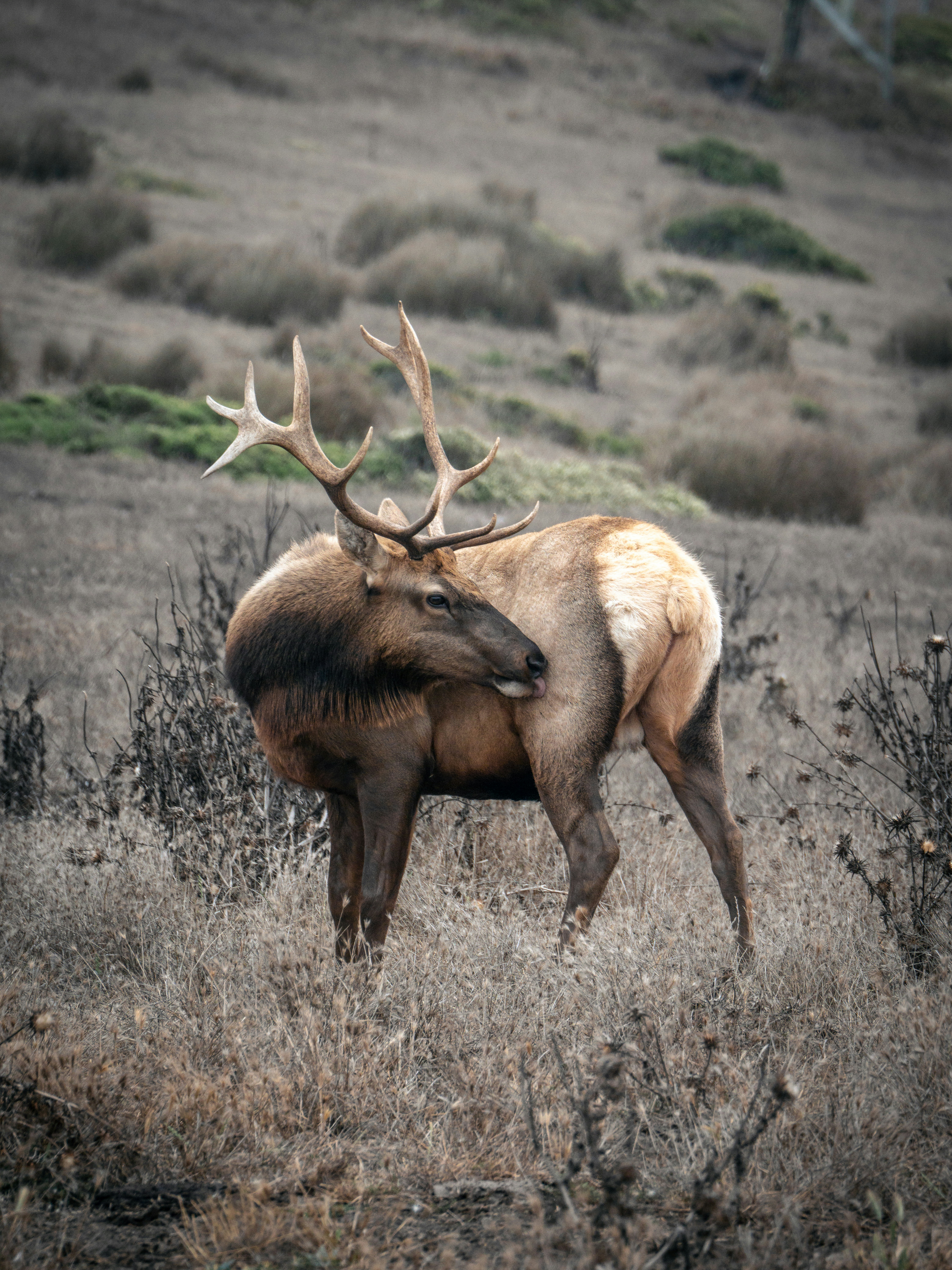Antlered Sentinel Stands Guard in a Dry Grassland
