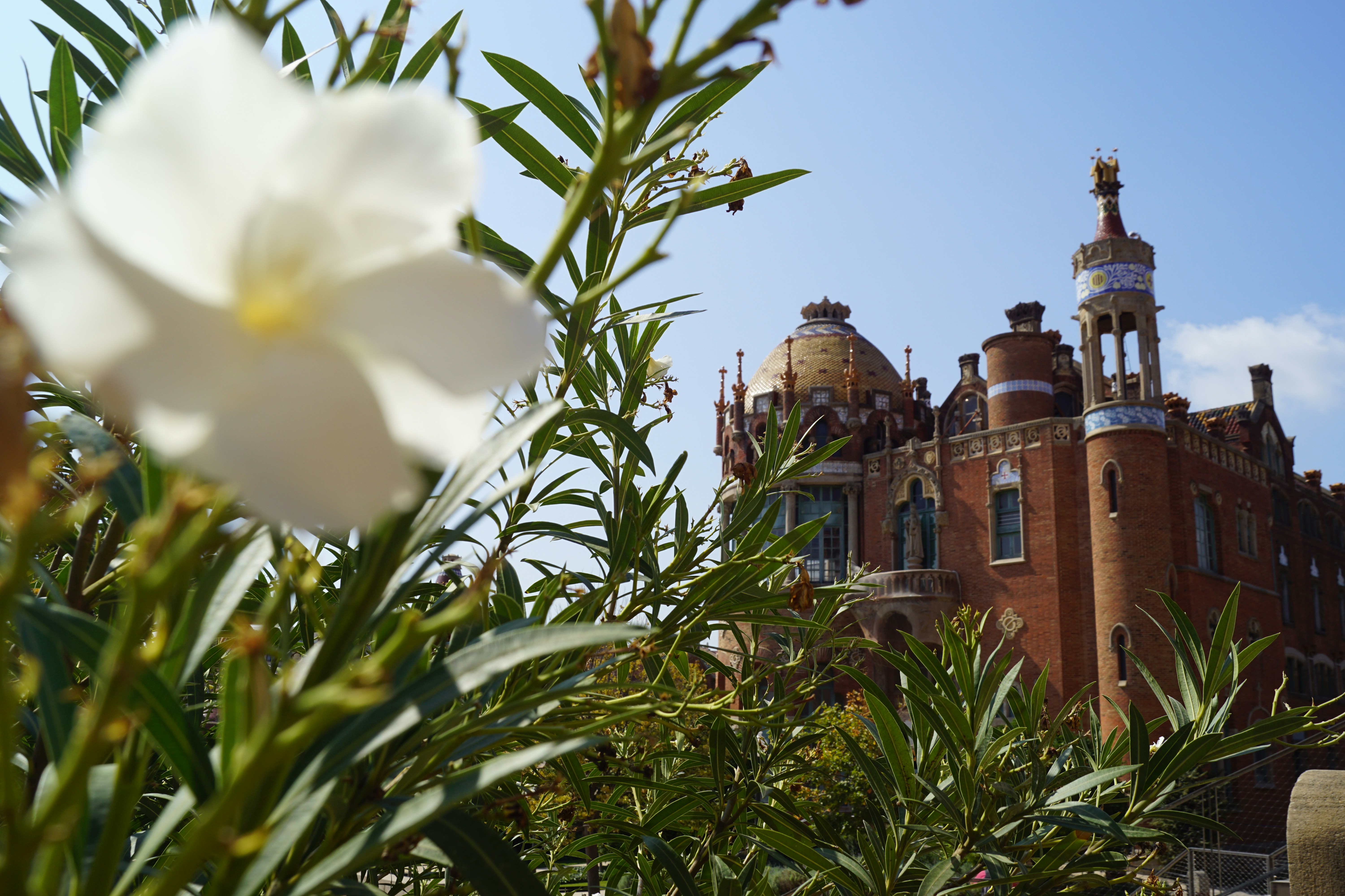 Bloom in Focus: White Flower Framing a Historic Brick Facade