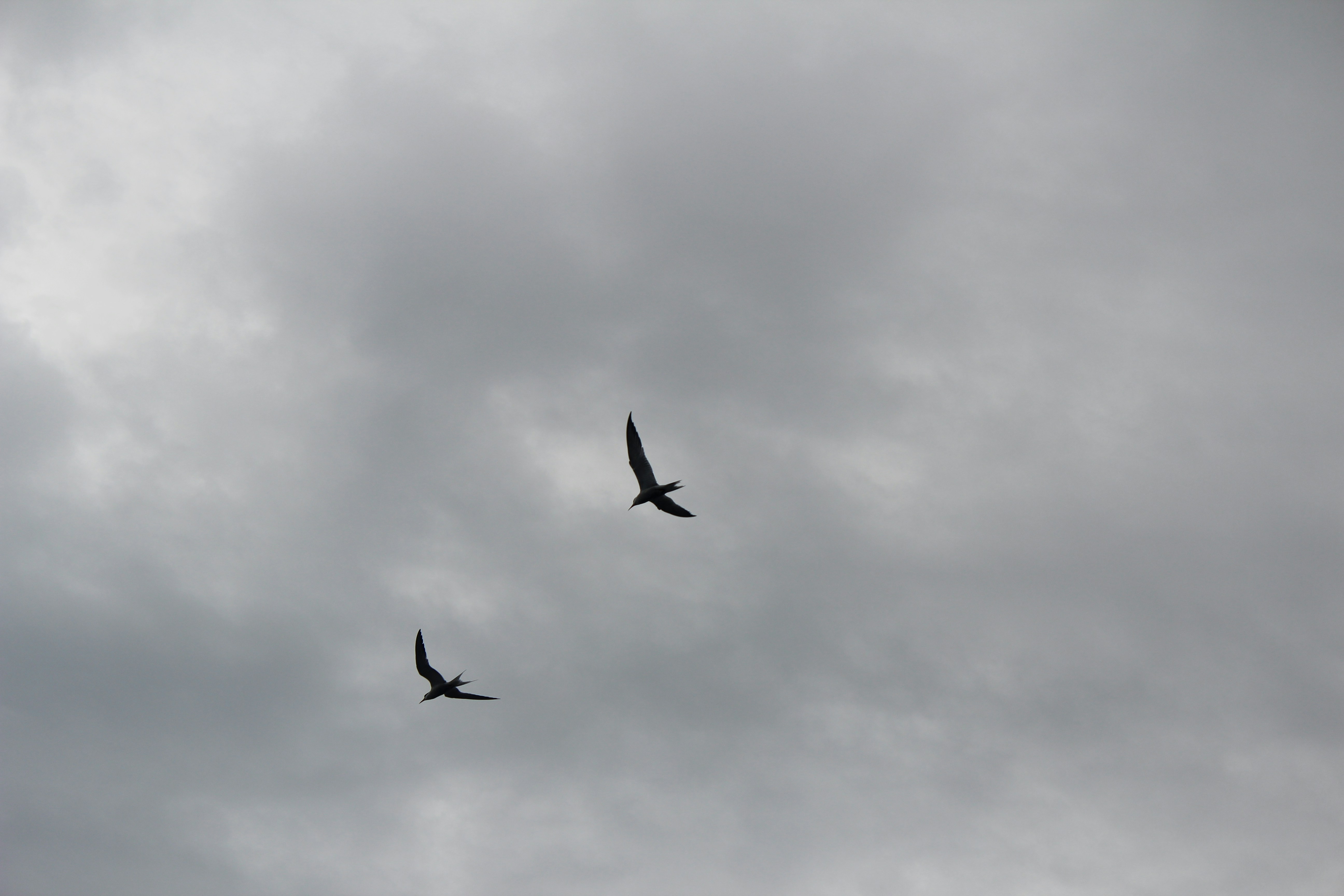 Two birds soaring through a cloudy sky, showcasing their graceful flight against a backdrop of textured gray clouds.