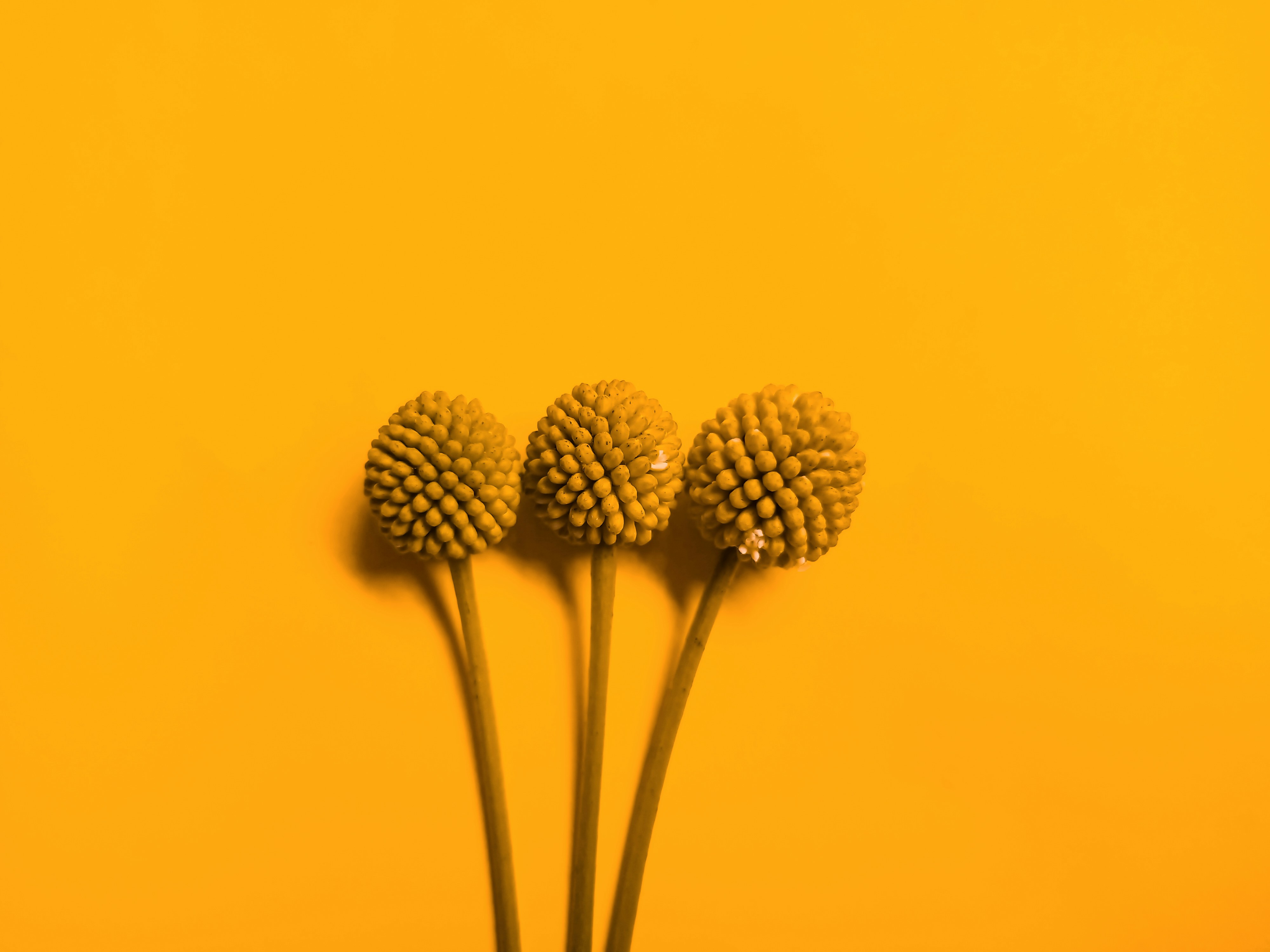 Three spherical yellow flowers with textured surfaces set against a vibrant yellow background.