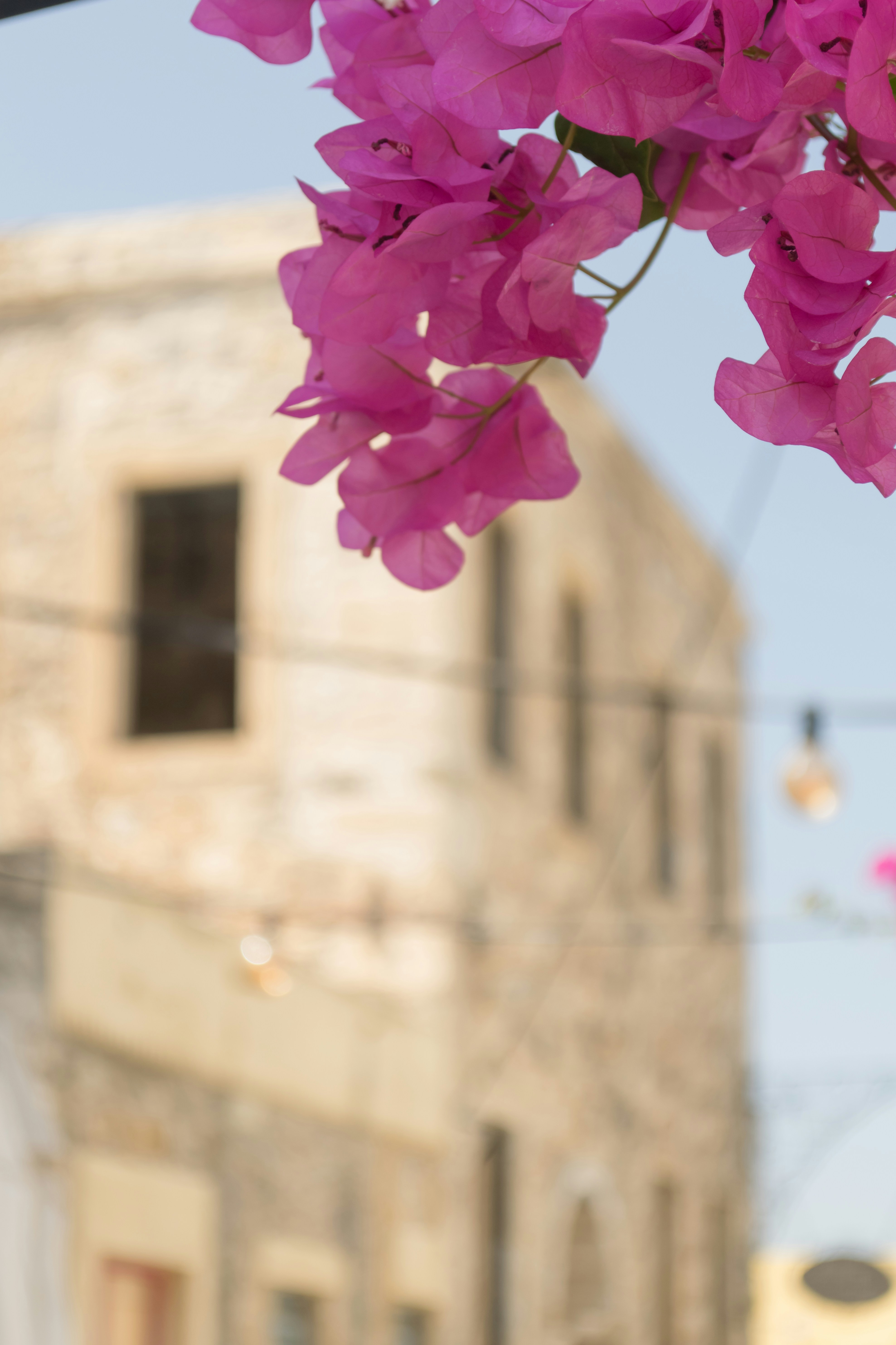 a bunch of pink flowers hanging from a building