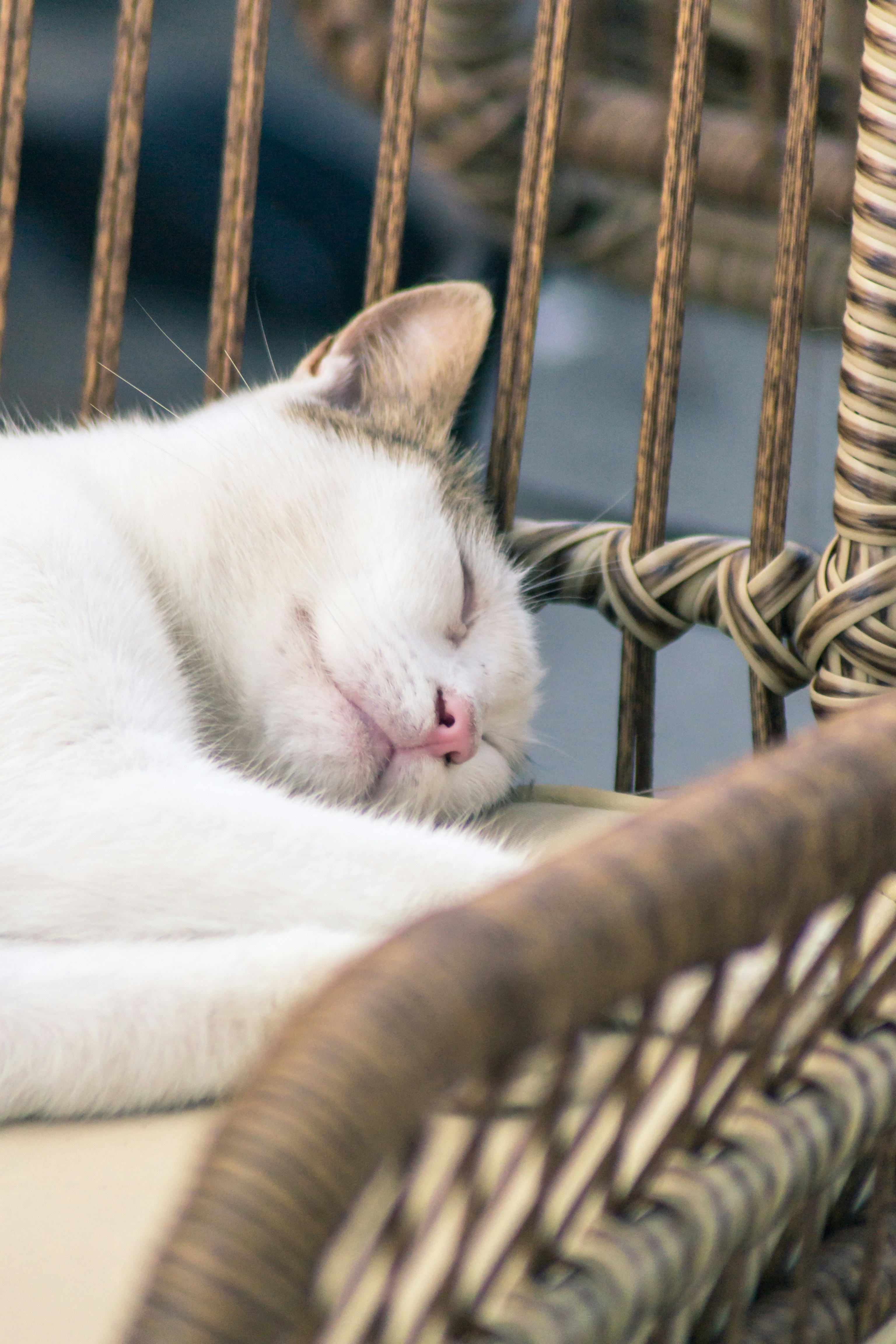 A white cat peacefully sleeping on a wicker chair, embodying tranquility in its relaxed posture.