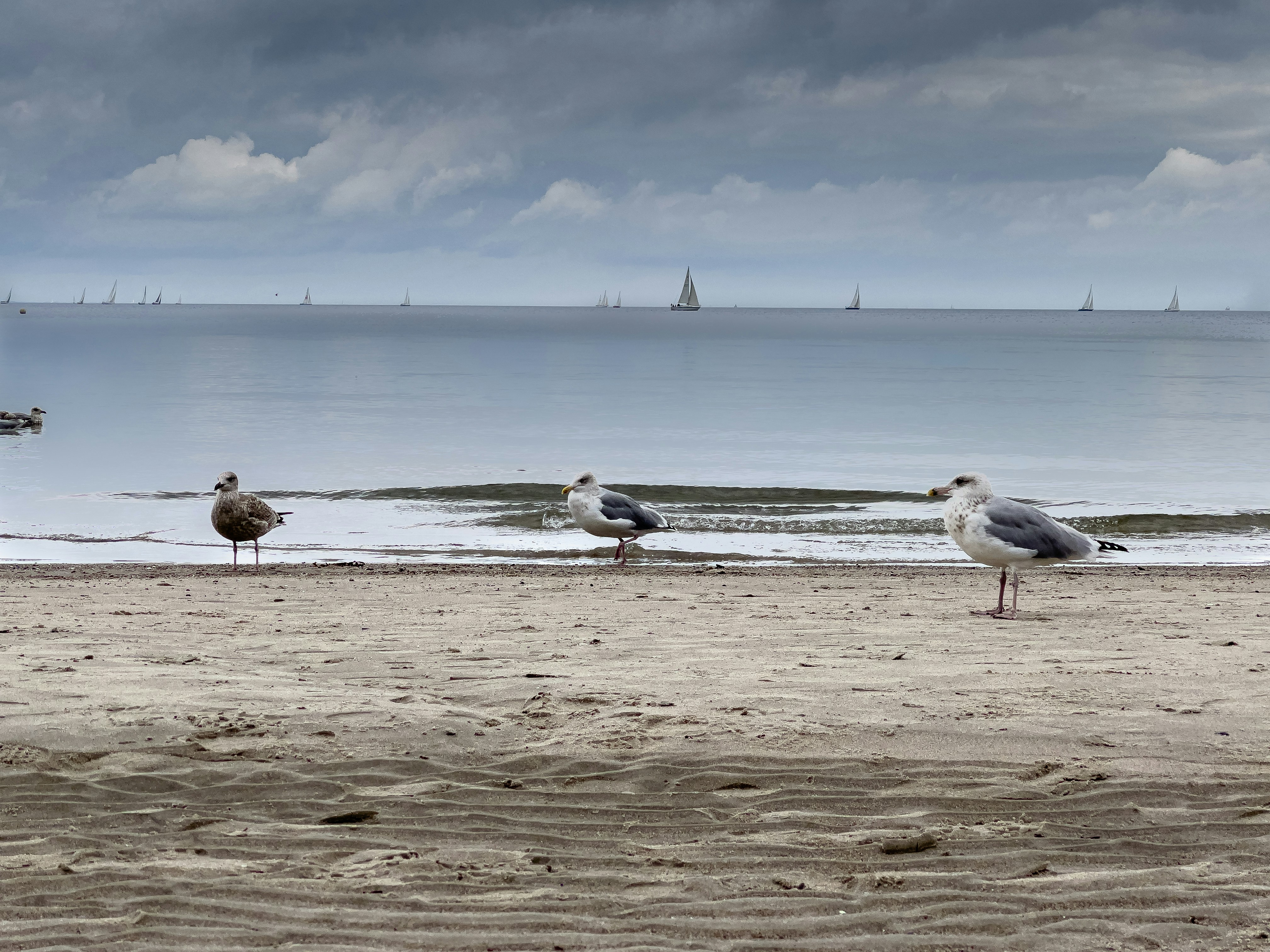 Three Seagulls Stand Guard on a Quiet Beach Under a Moody Sky