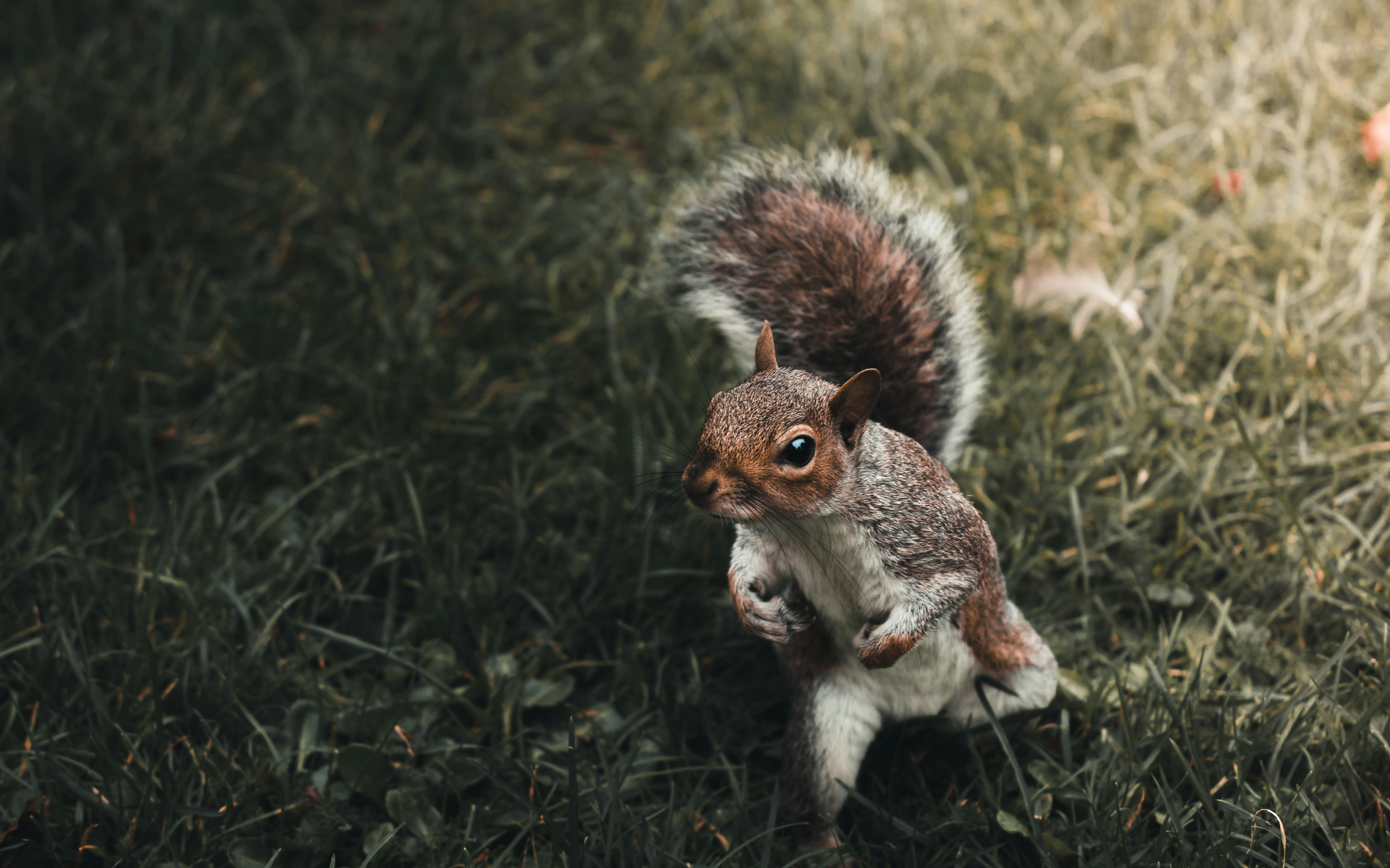 A small squirrel is standing in the grass photo – Free Nature green ...