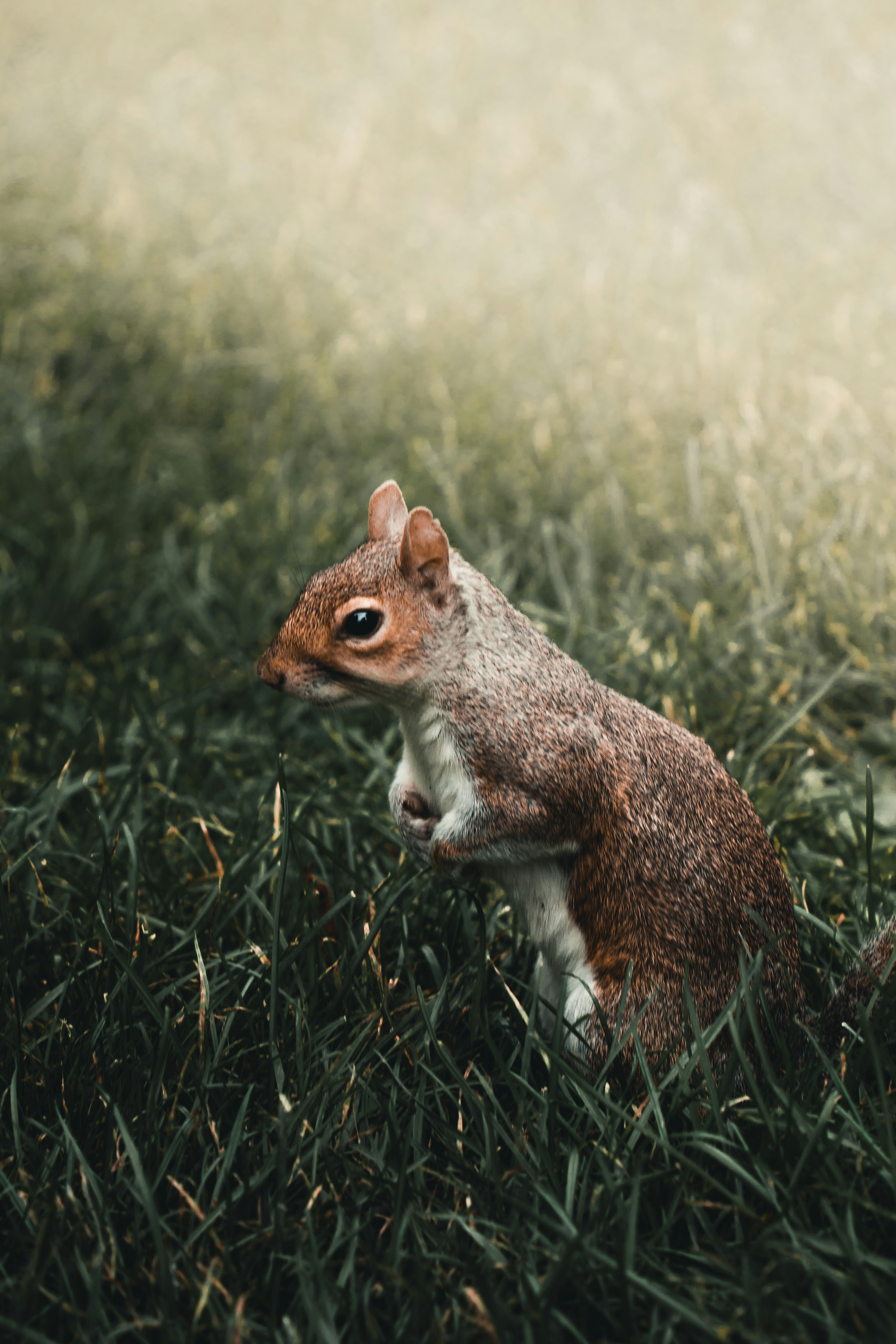 A small squirrel standing on top of a lush green field photo – Free ...