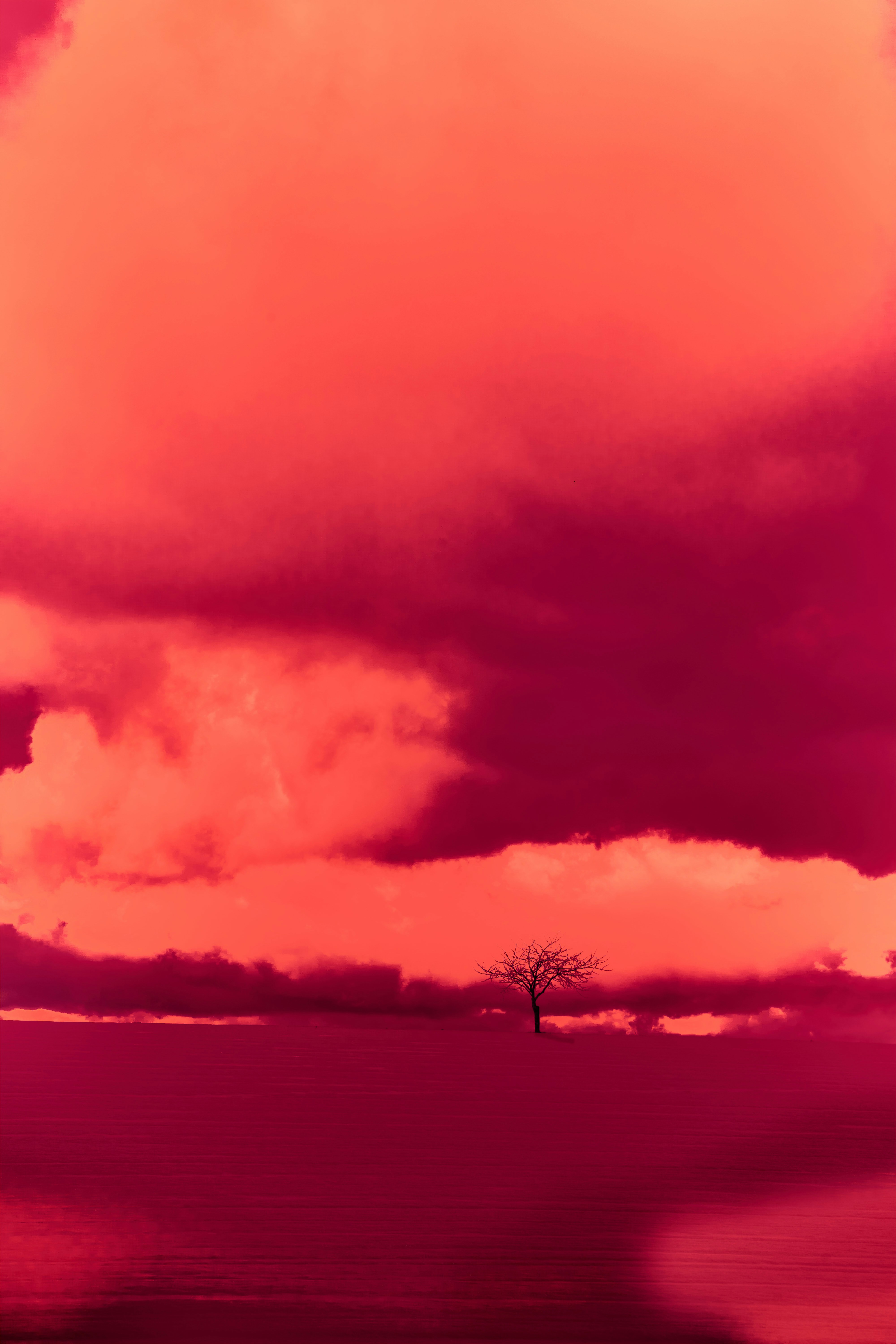 Crimson Dune Serenade: The Lone Tree on a Red Horizon