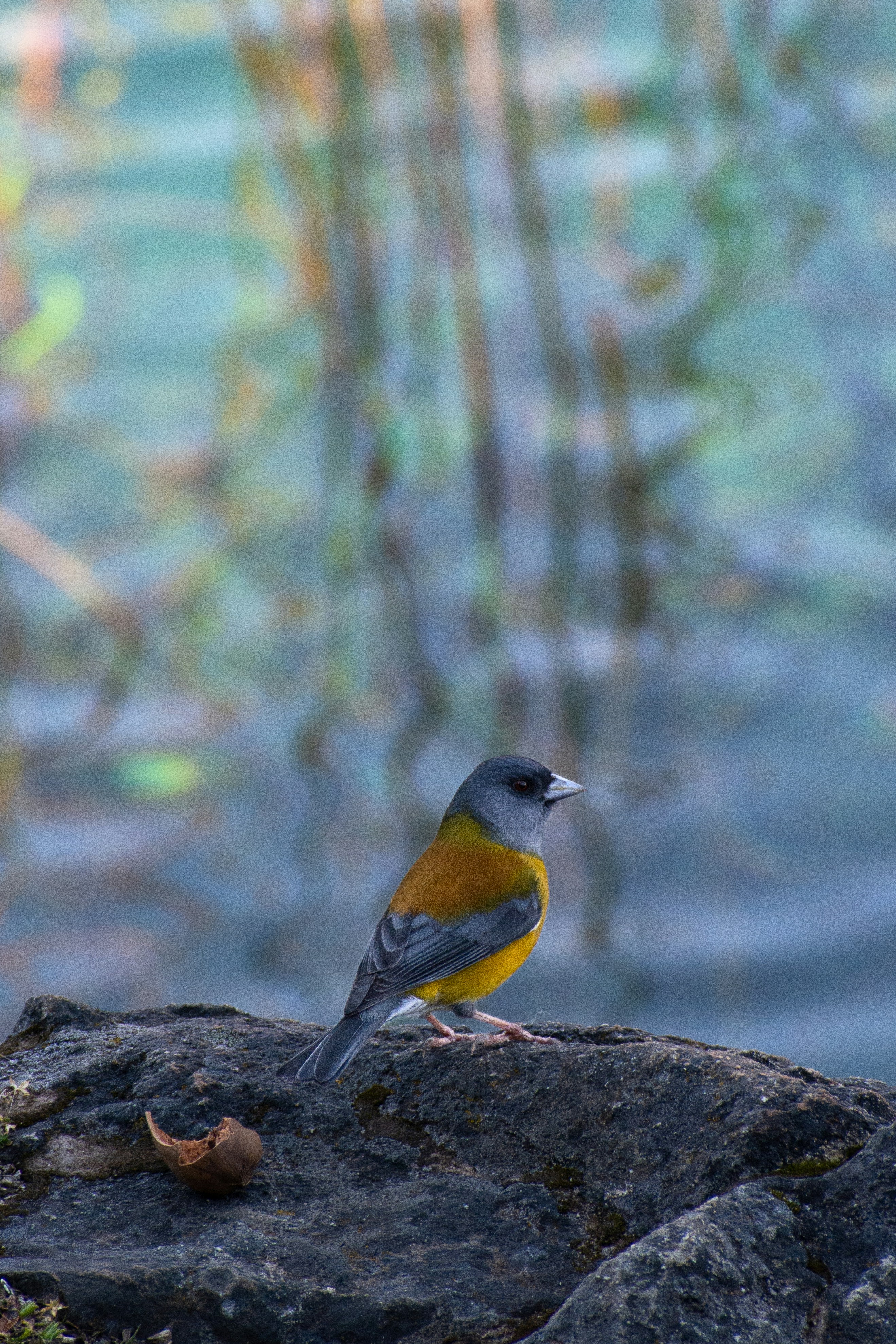 a bird is sitting on a rock by the water