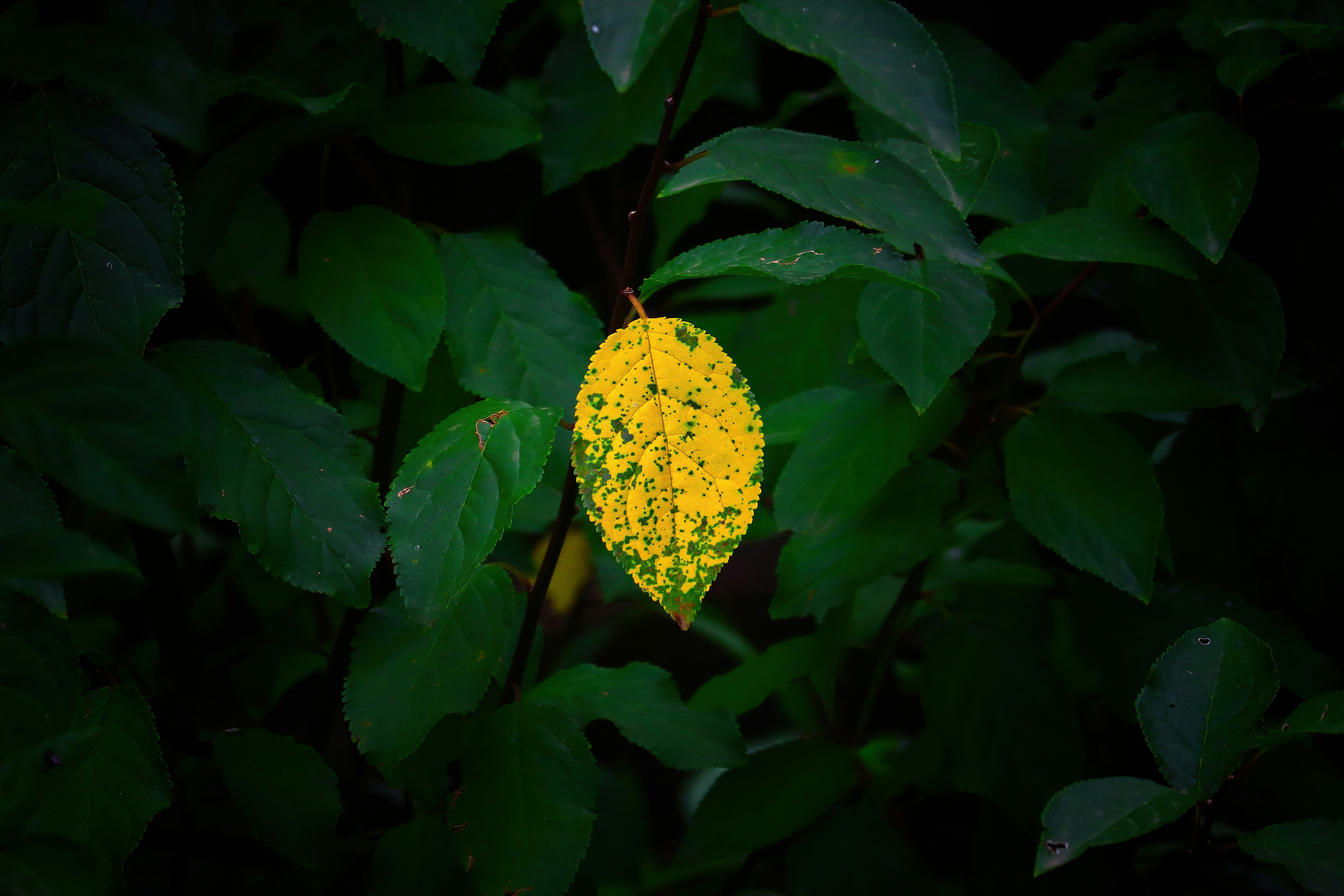Speckled Amber in a Sea of Green