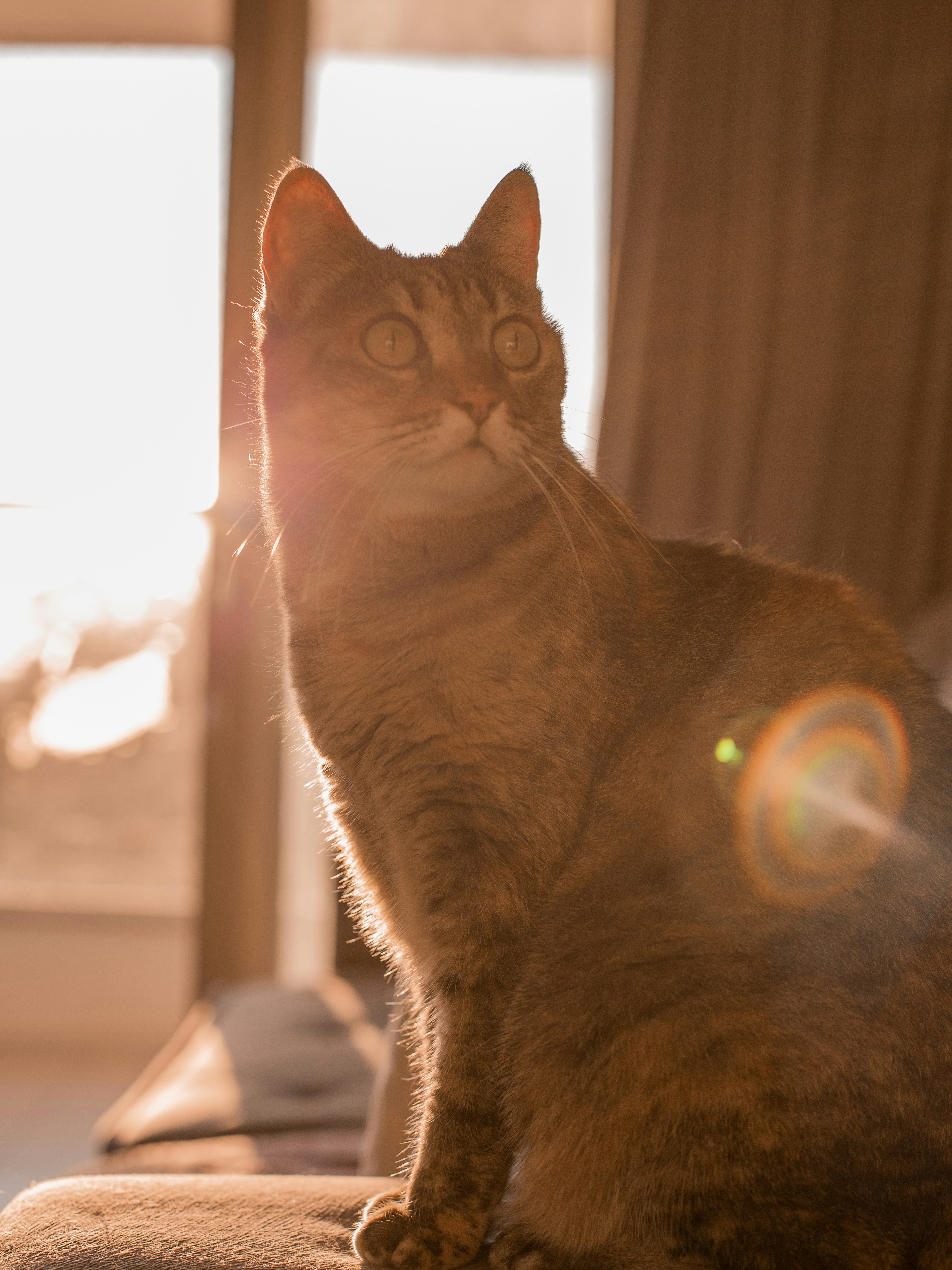 Backlit Tabby: A Cat Silhouetted by Sunset Glow