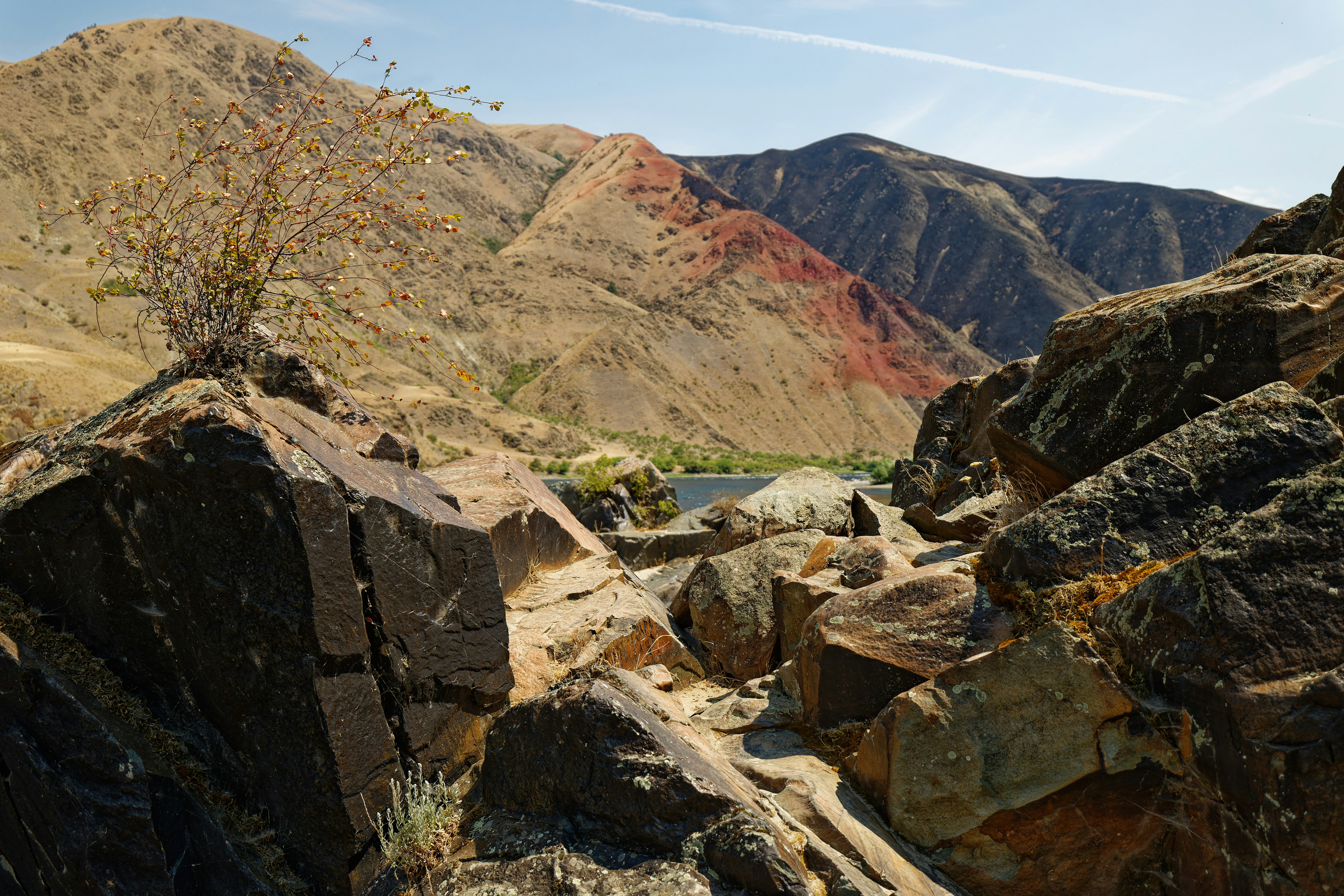 A small tree grows out of the rocks photo – Free Asotin county Image on ...