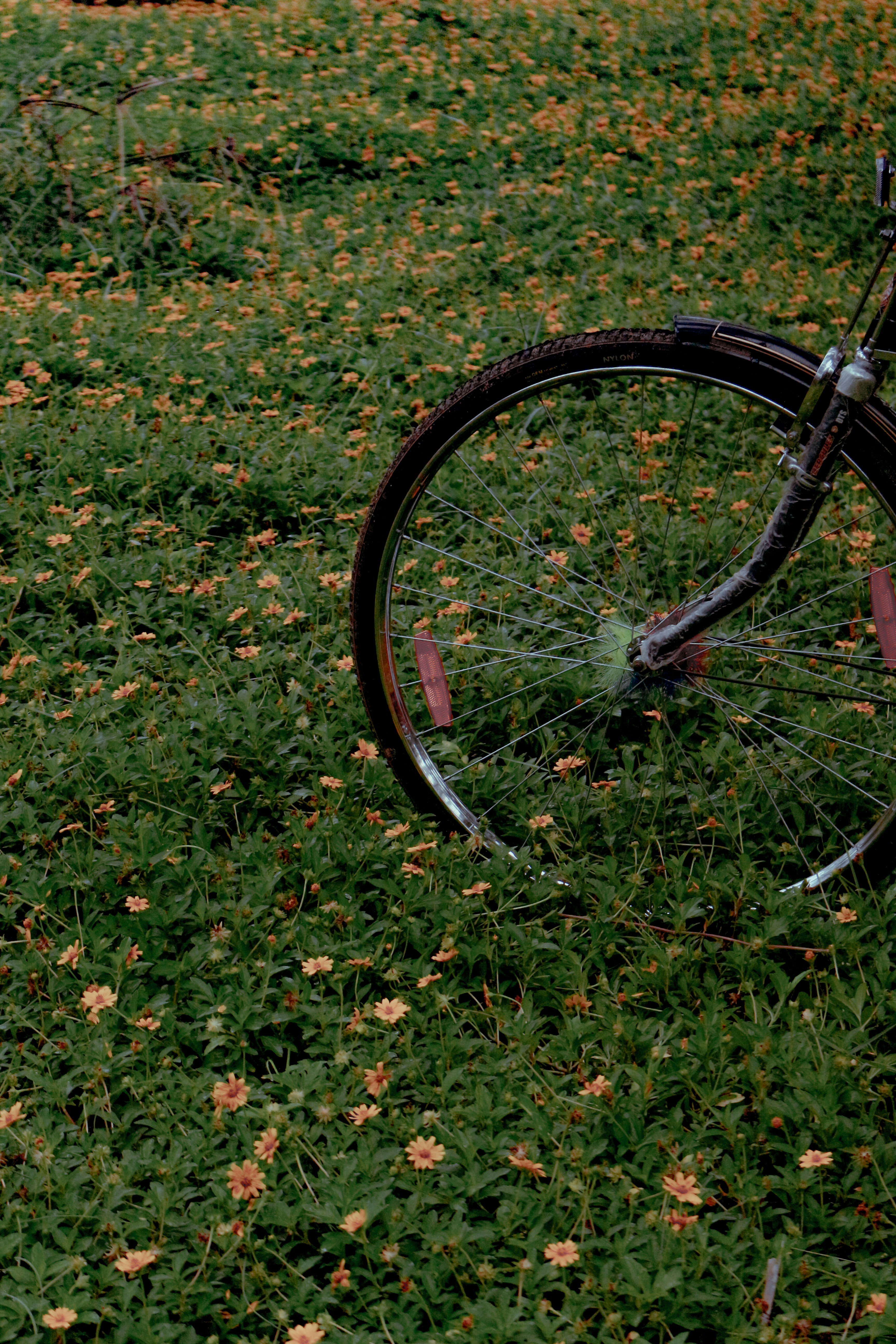 Spoked Silence: Bicycle Wheel Resting in a Field of Tiny Orange Blooms