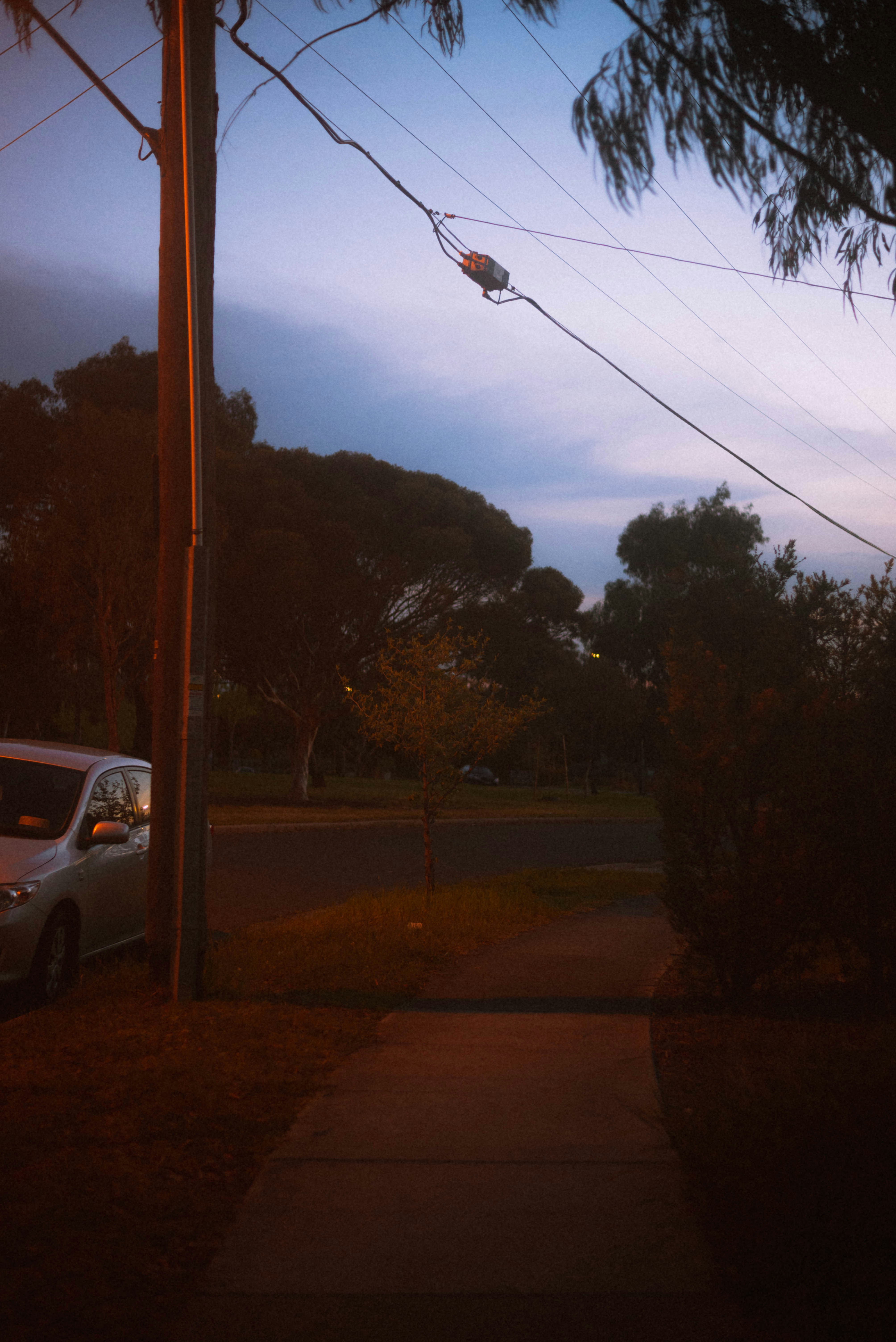 Evening Streetlight: Quiet Neighborhood Arbor and Powerline Silhouette