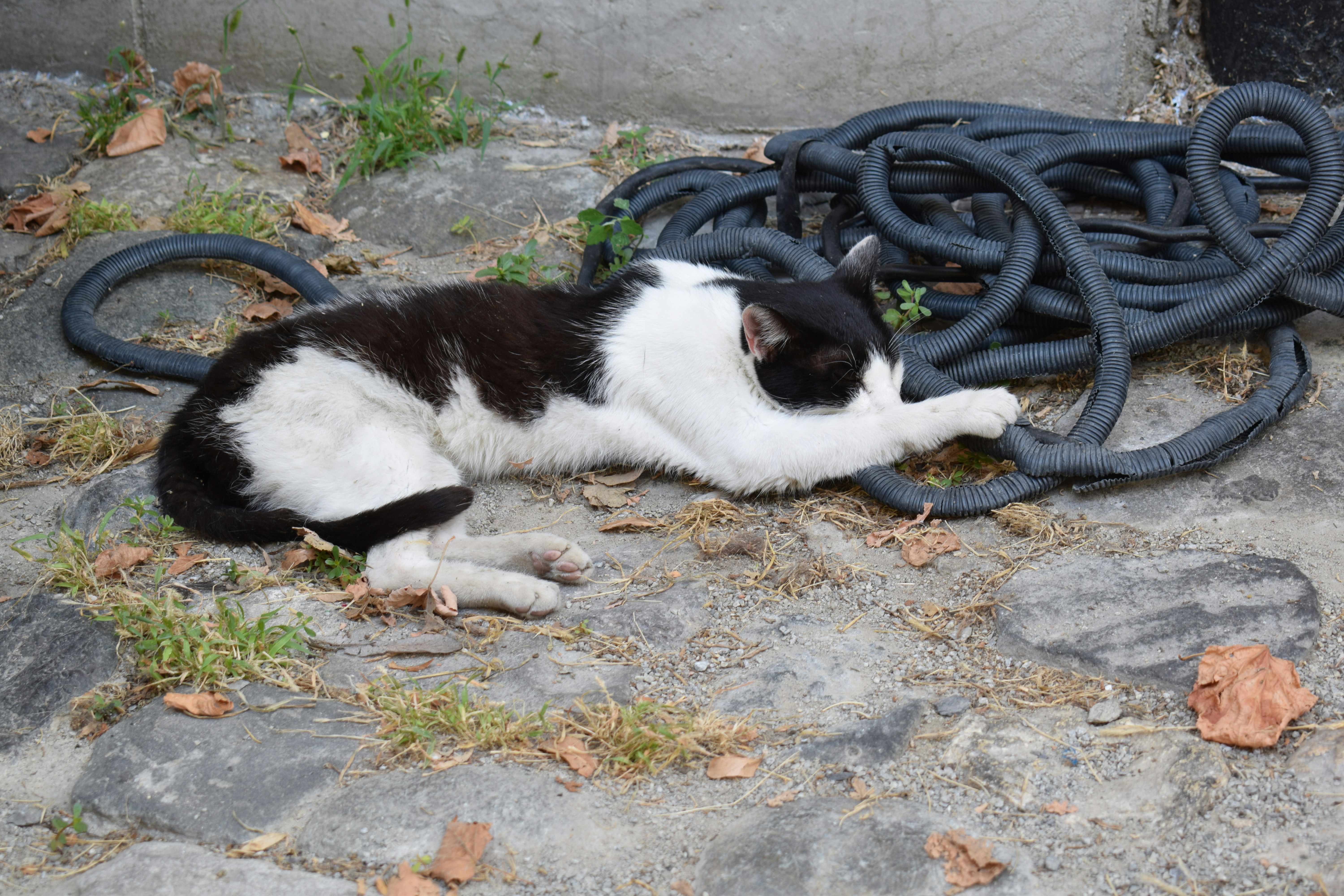 a black and white cat playing with a black hose