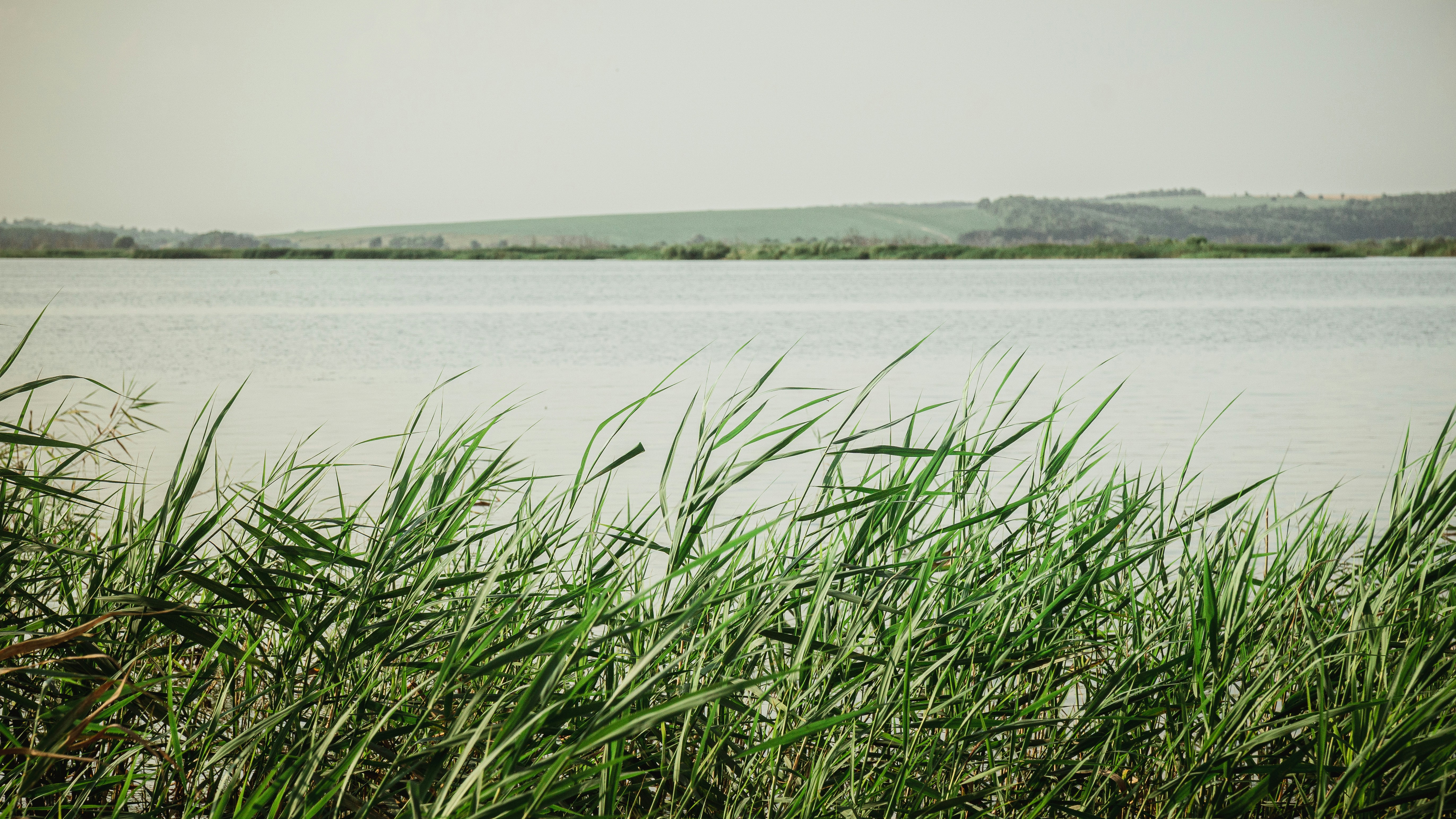 a large body of water surrounded by tall grass