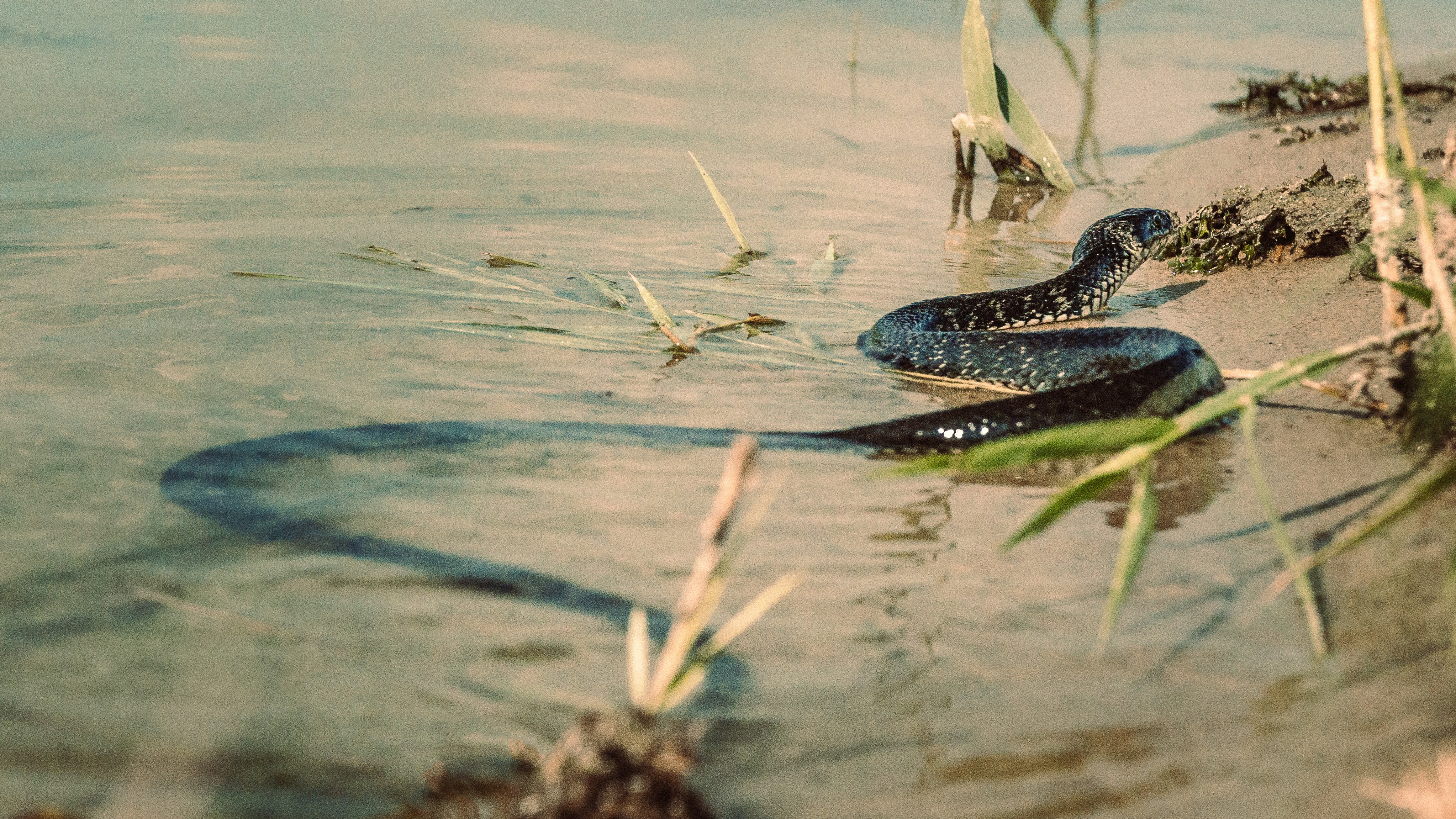 Reed-Edge Silence: A Speckled Water Snake Navigates the Marsh