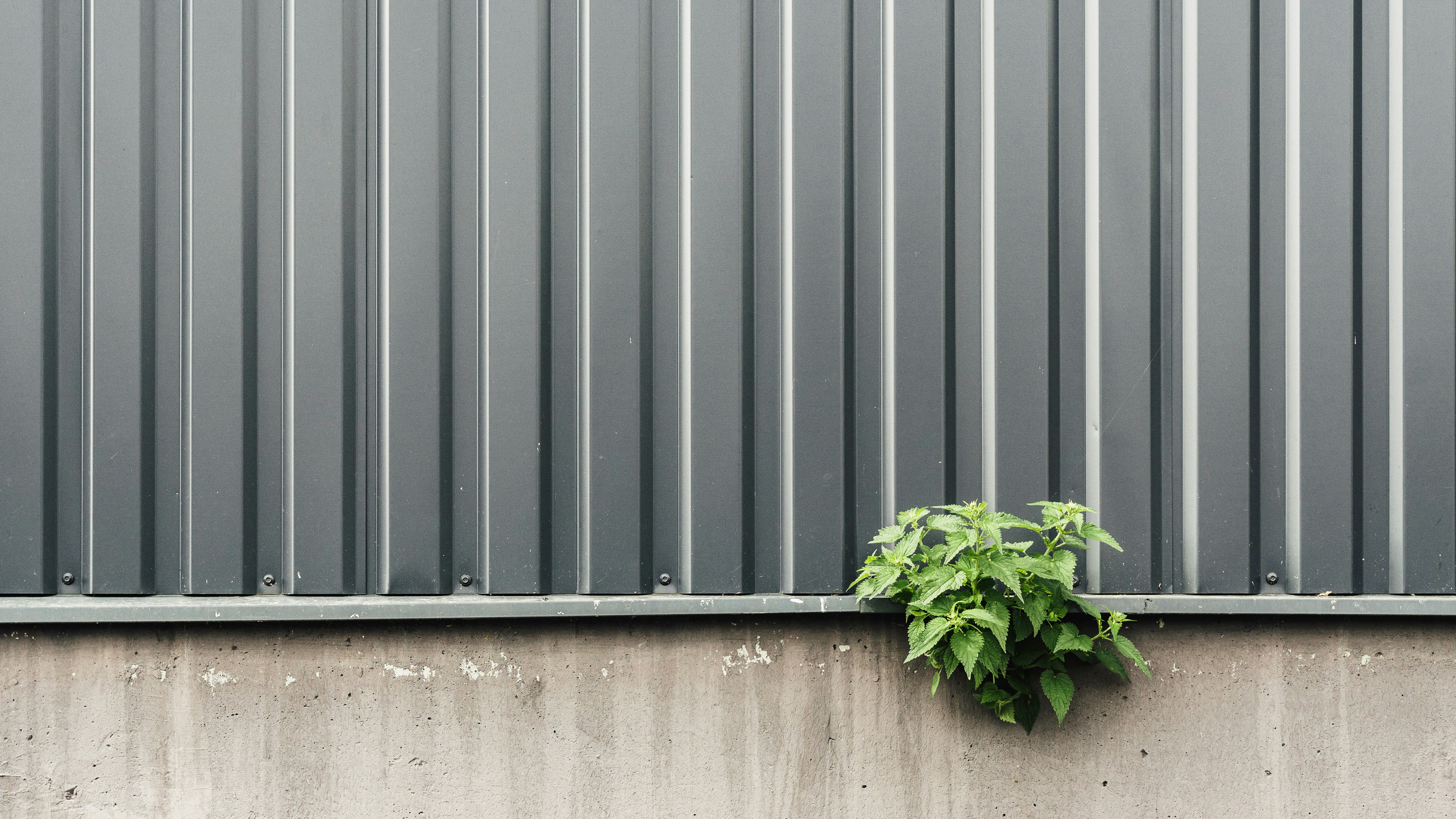 Green Vines on a Concrete Wall: An Unexpected Life Climber