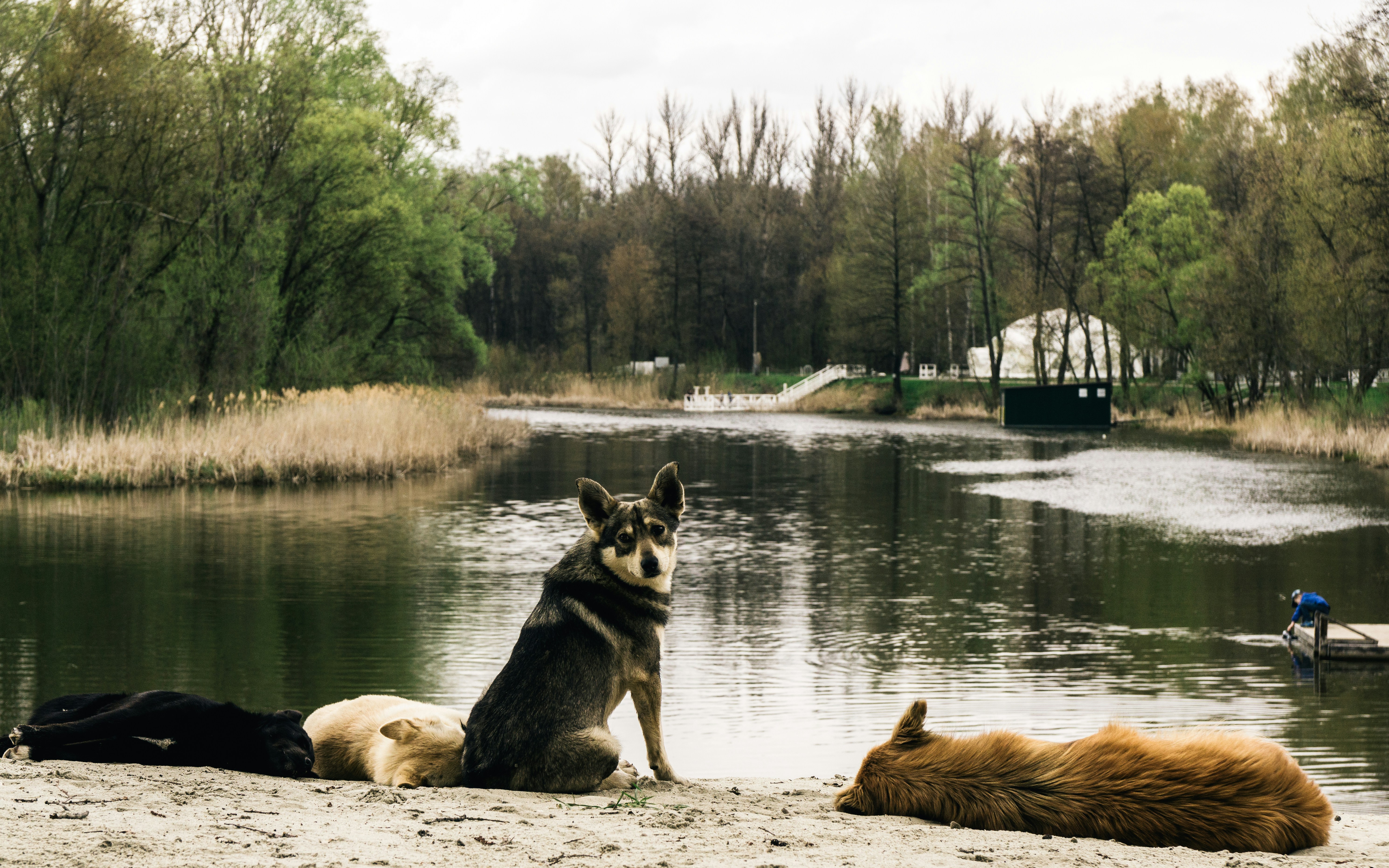 A dog sitting on the sand next to two other dogs photo – Free Animal ...