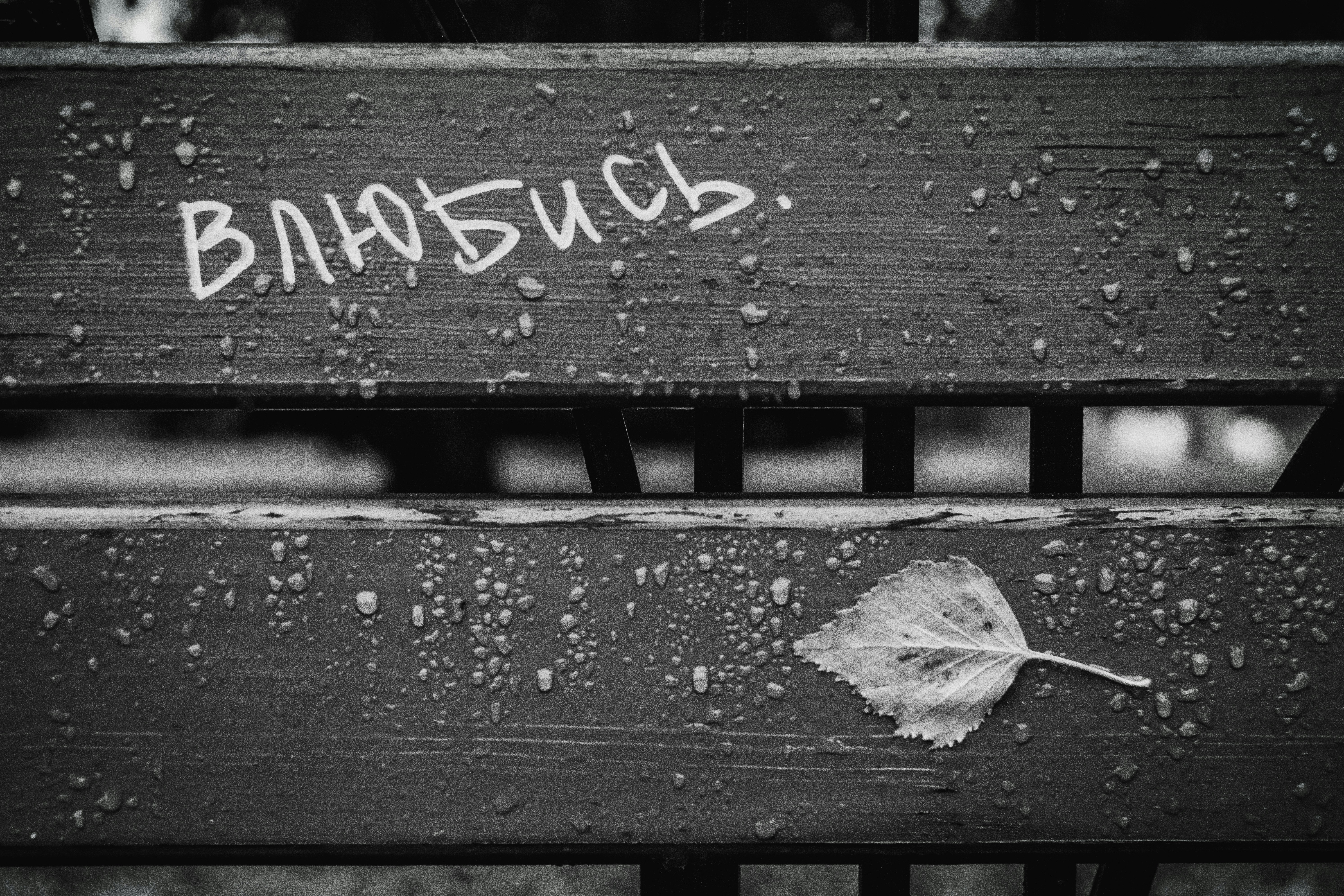 a black and white photo of a bench with a leaf on it