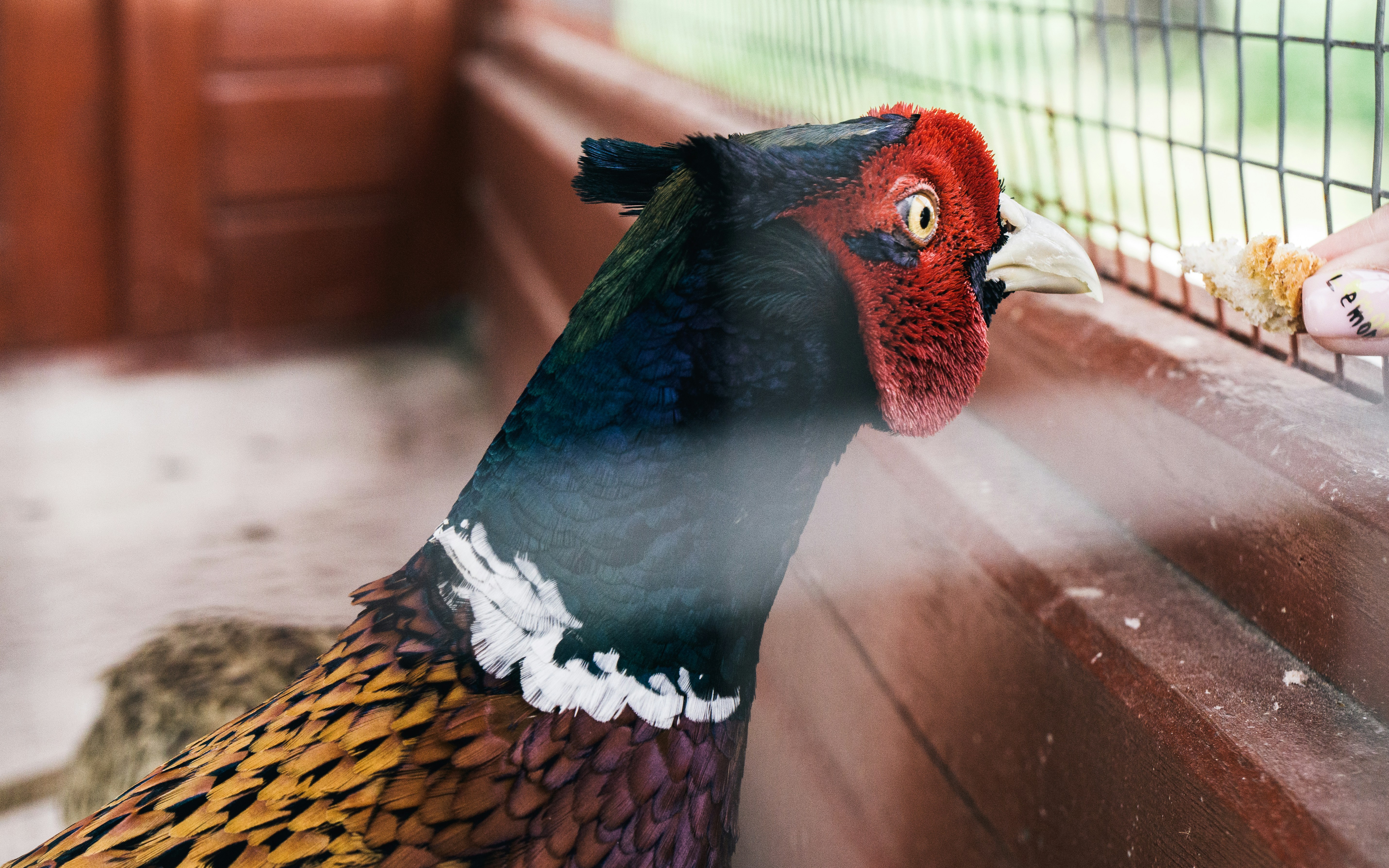 Feathered Focus at the Coop: Pheasant Eyes the Feed Beyond the Mesh