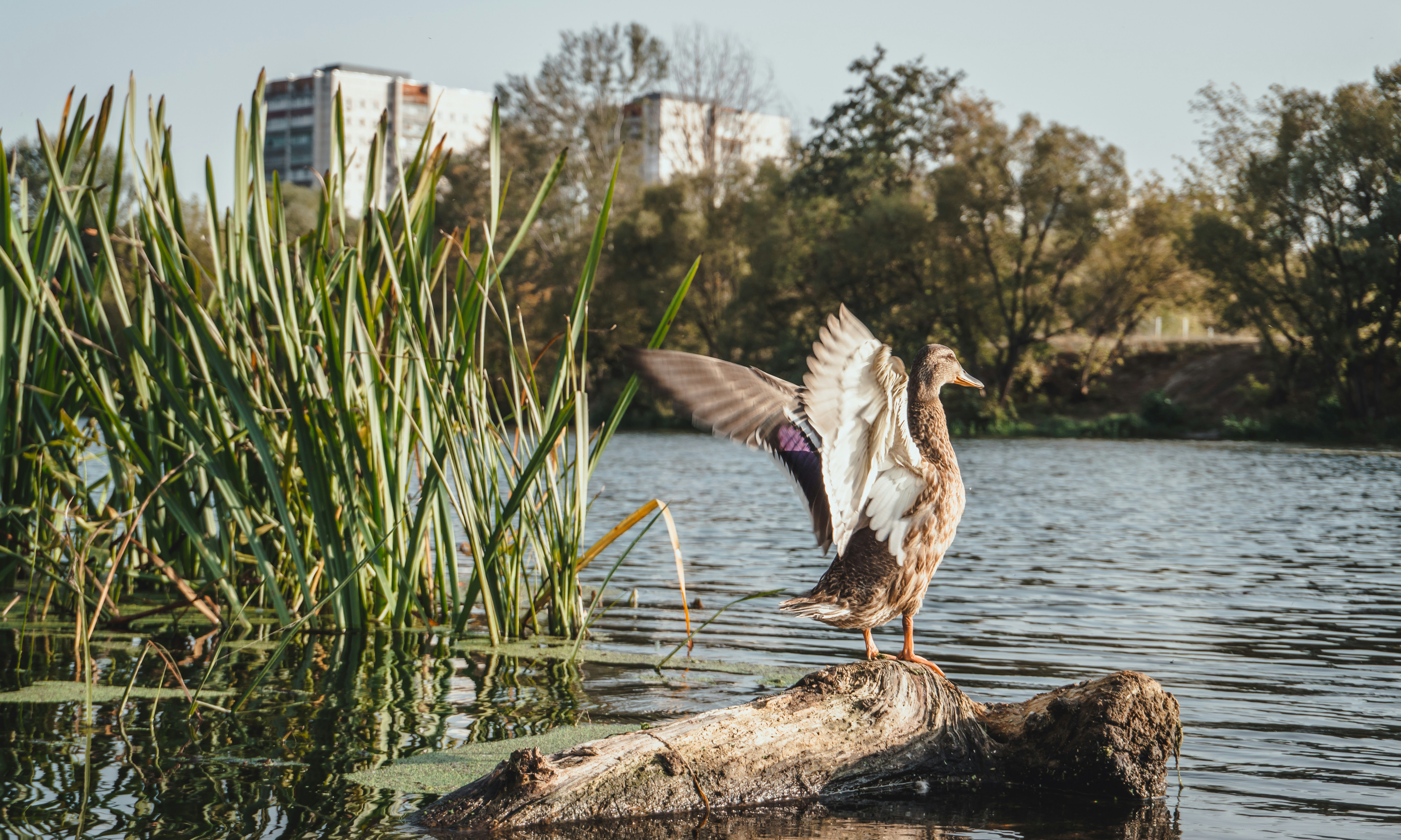Sunlit Perch: A lone waterfowl on driftwood by a tranquil lake
