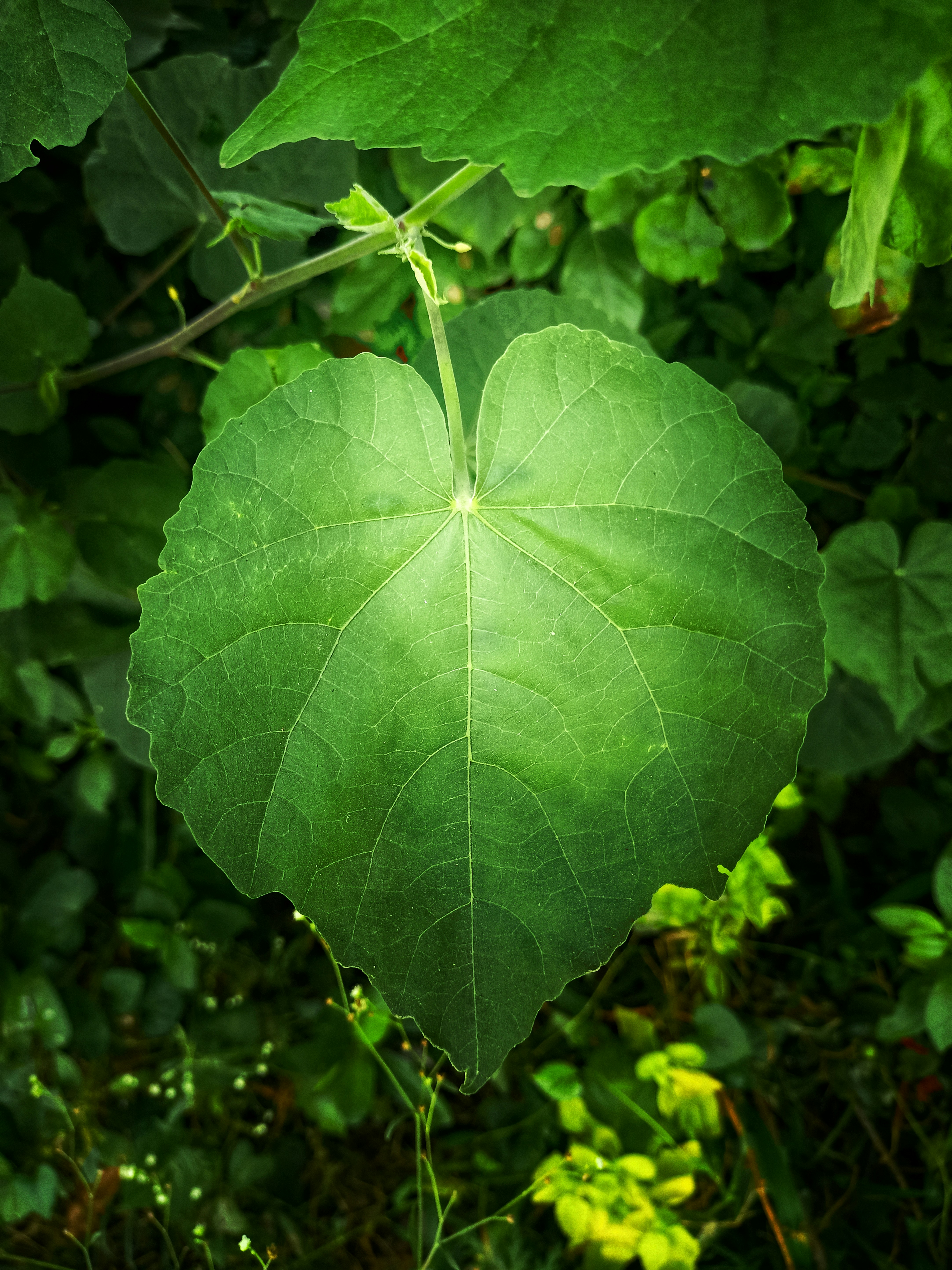Vibrant green leaf with pronounced veins surrounded by lush foliage.