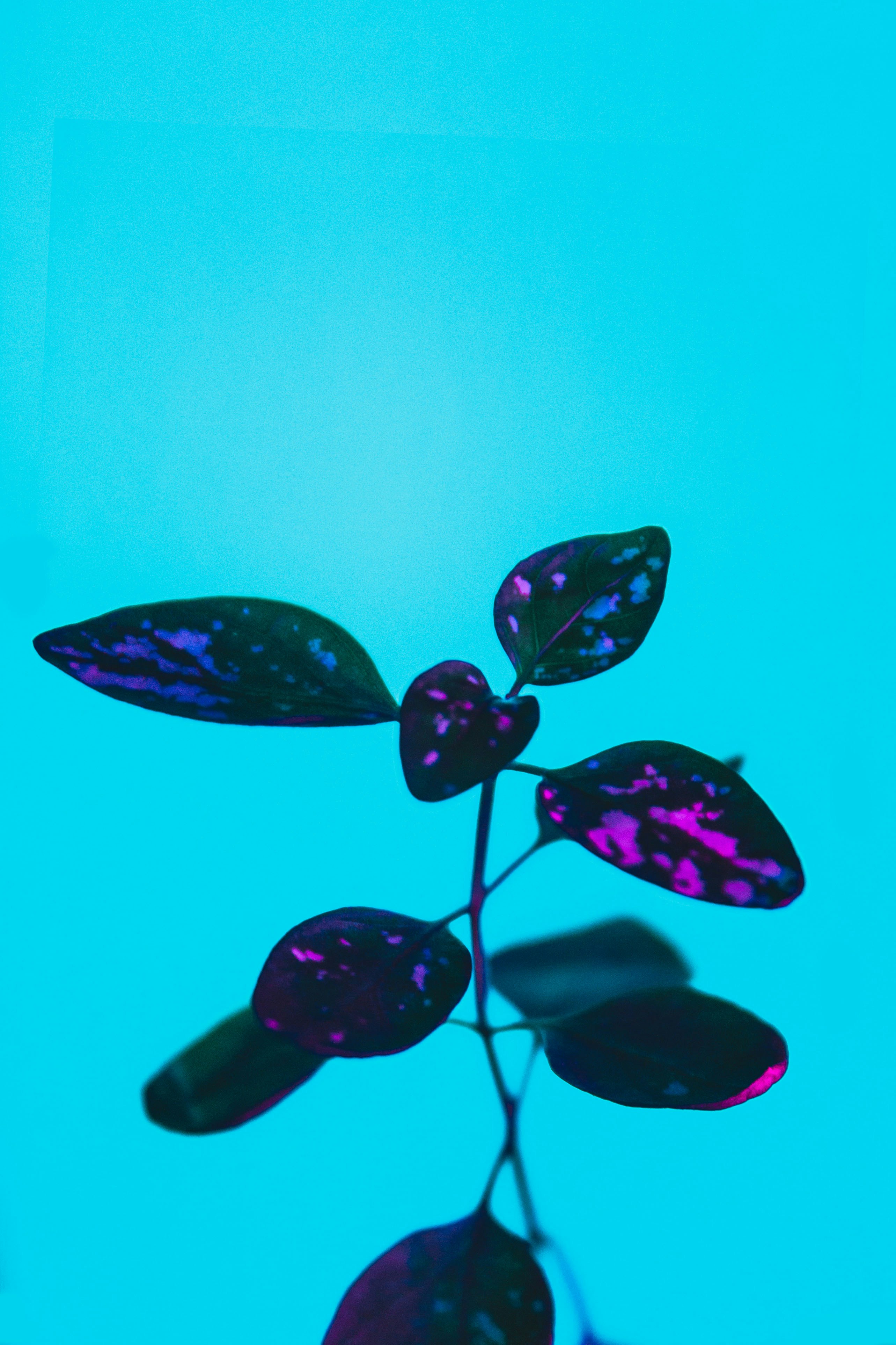 Azure Backdrop Illuminates a Purple-Veined Sprig
