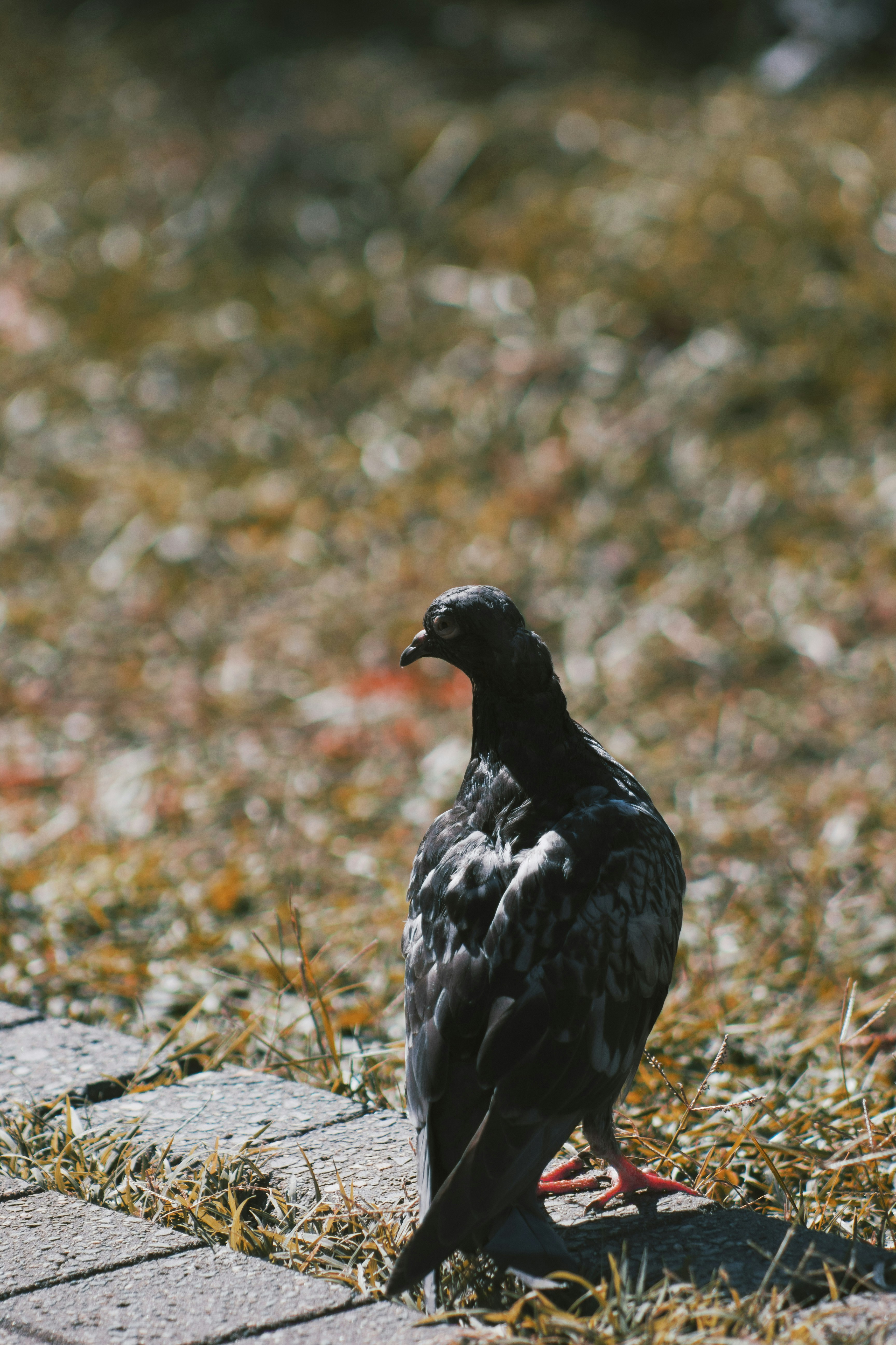 A solitary pigeon stands on a cobblestone path, surrounded by a blurred backdrop of grass. The sunlight highlights its unique plumage.