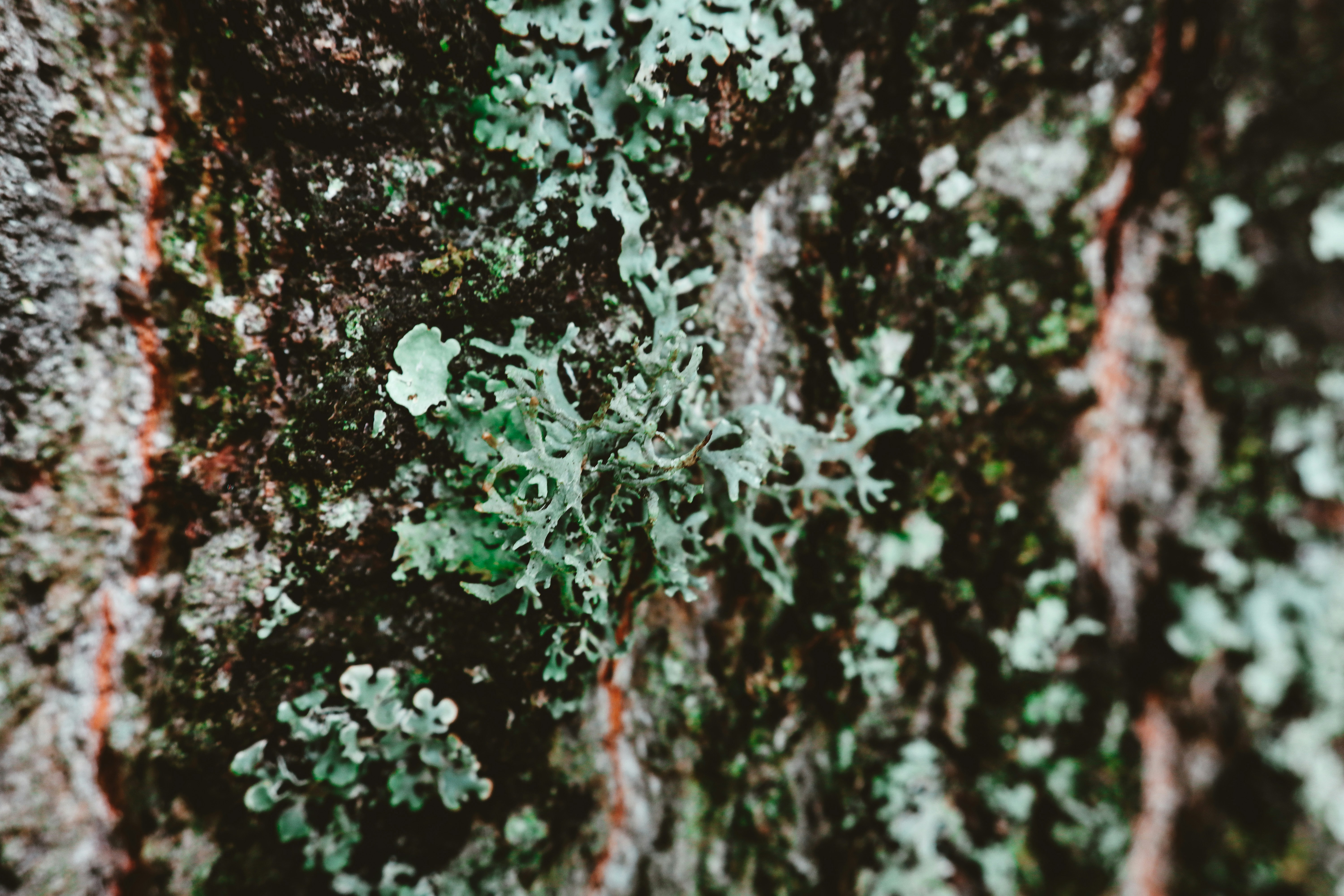 Close-up of vibrant green lichen intricately growing on textured tree bark, showcasing the beauty of natural patterns.