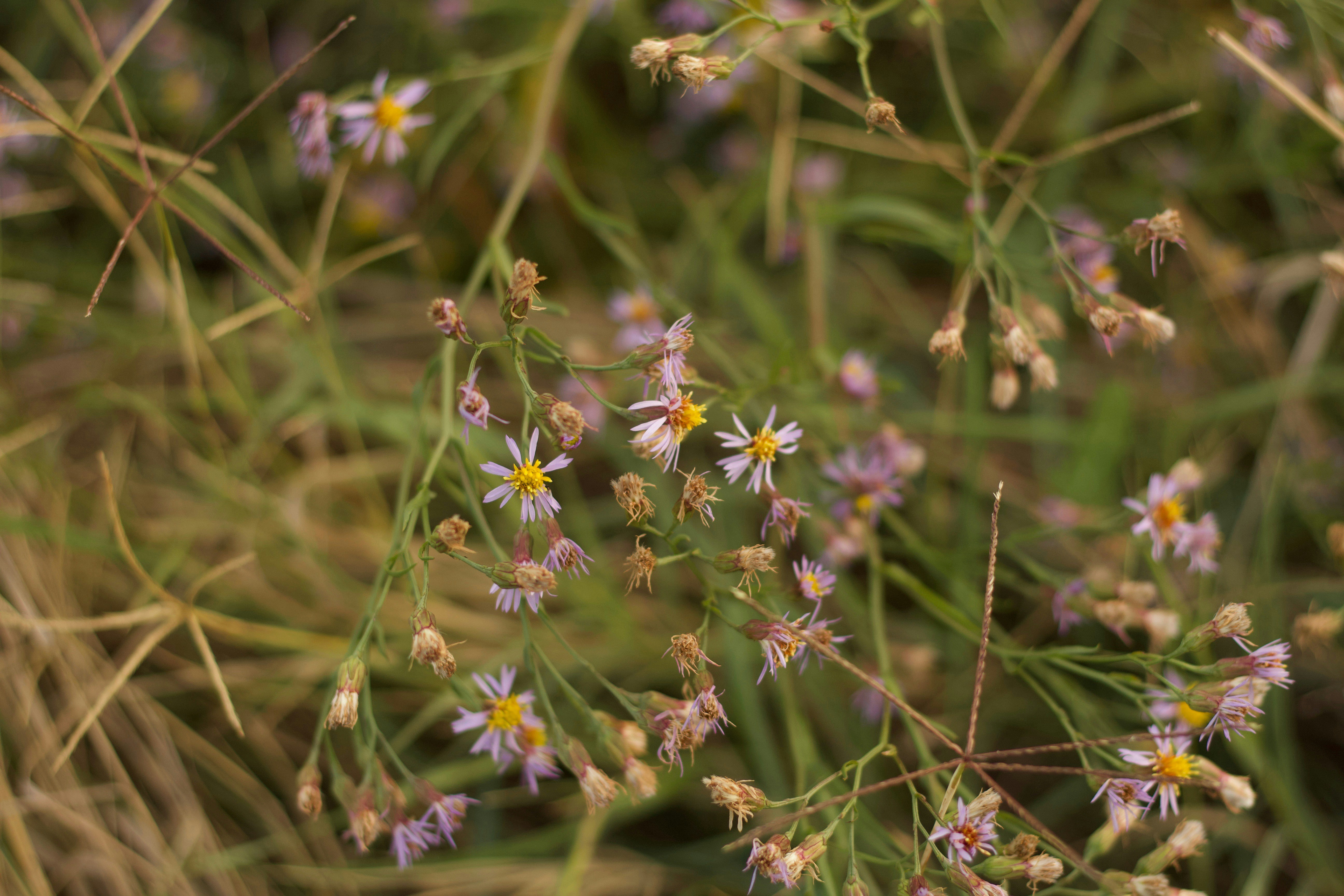 Delicate meadow blooms weave through tangled grasses