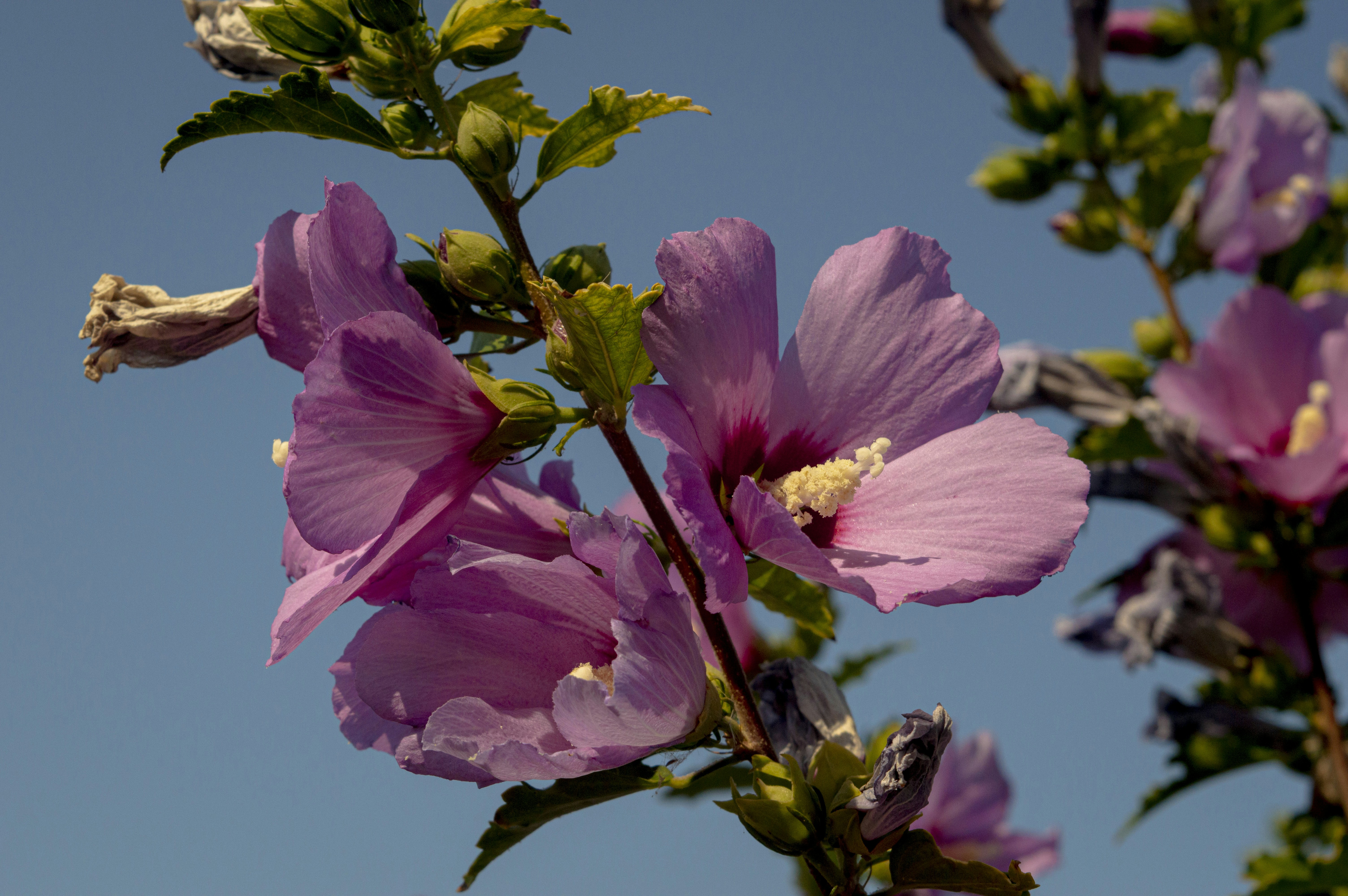 Delicate pink hibiscus flowers bloom against a clear blue sky, showcasing nature's vibrant palette and intricate details.