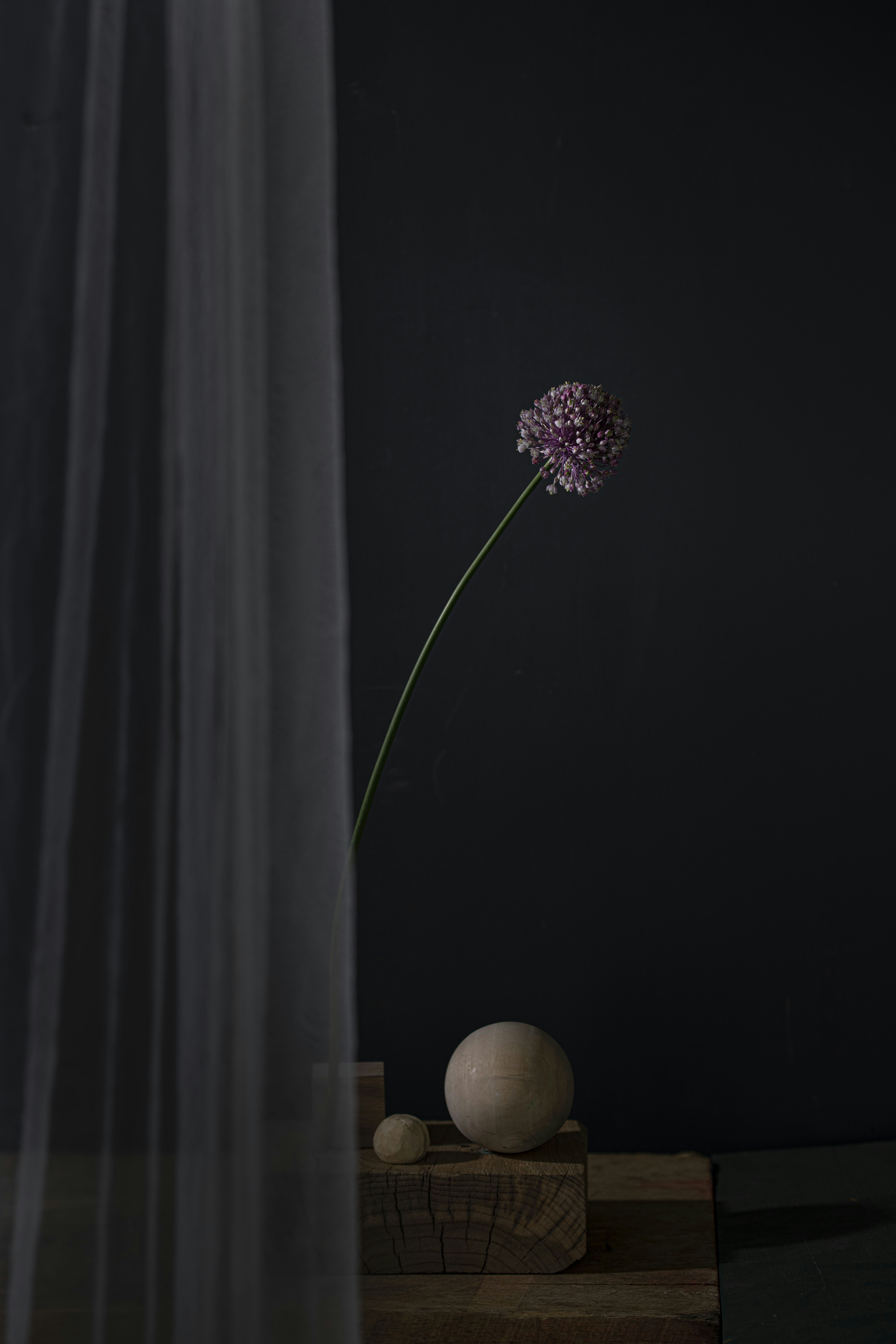 Leaning Allium: A Quiet Arc of Color in a Dark Studio