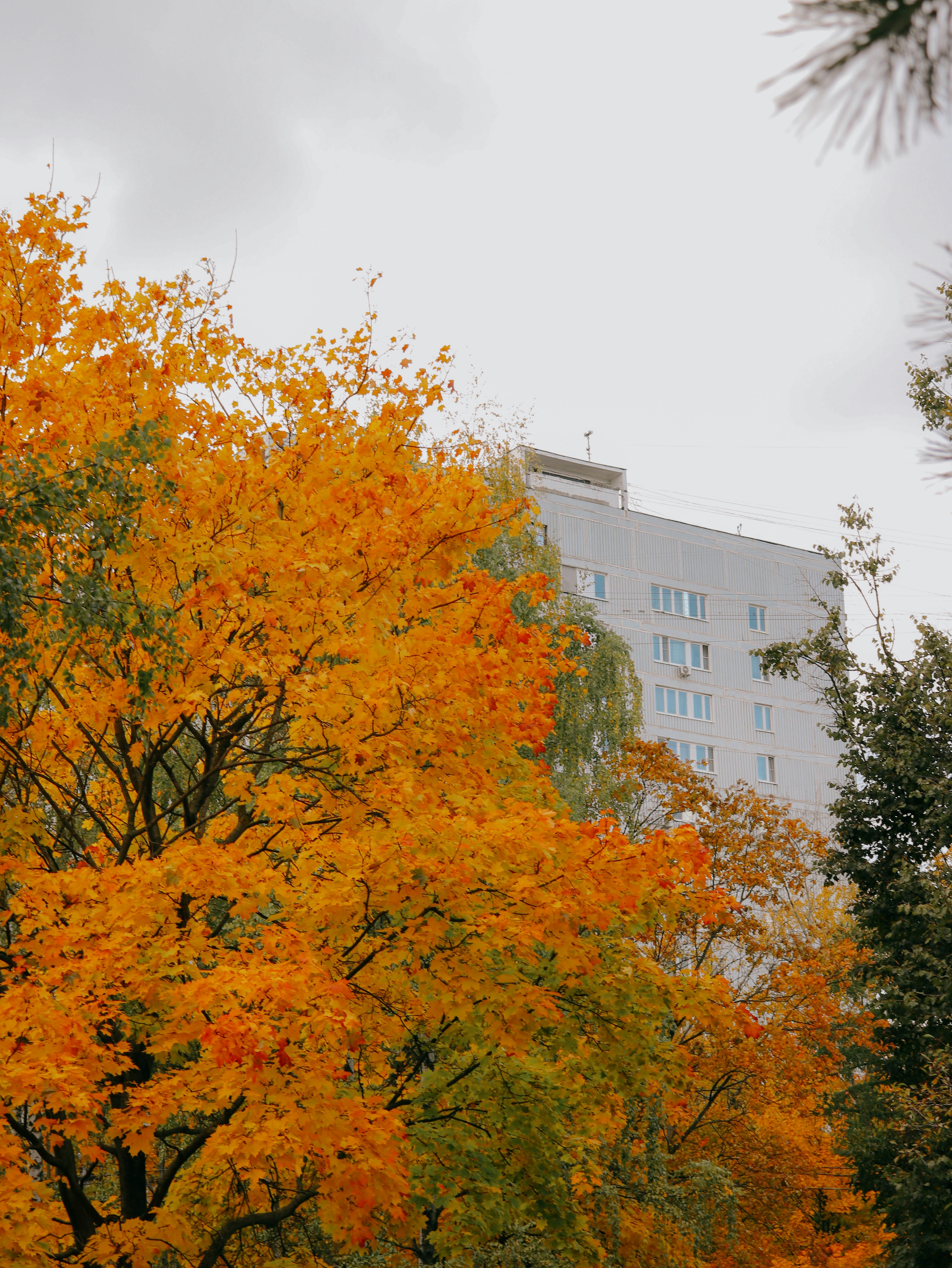 Autumn Flame: Orange Canopy Framing a Distant Building