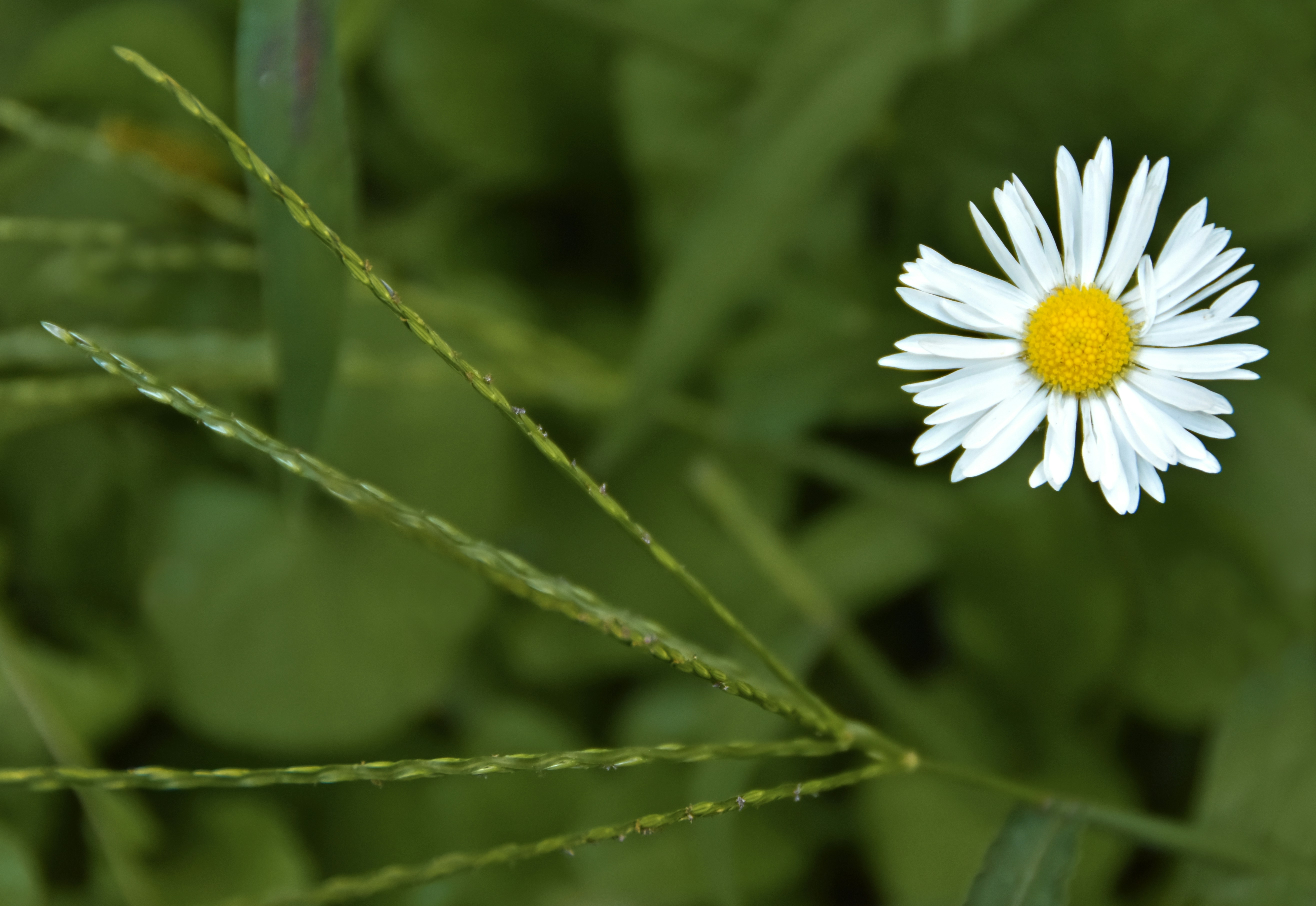 Daisy in Focus: White Bloom Framed by Diagonal Grass