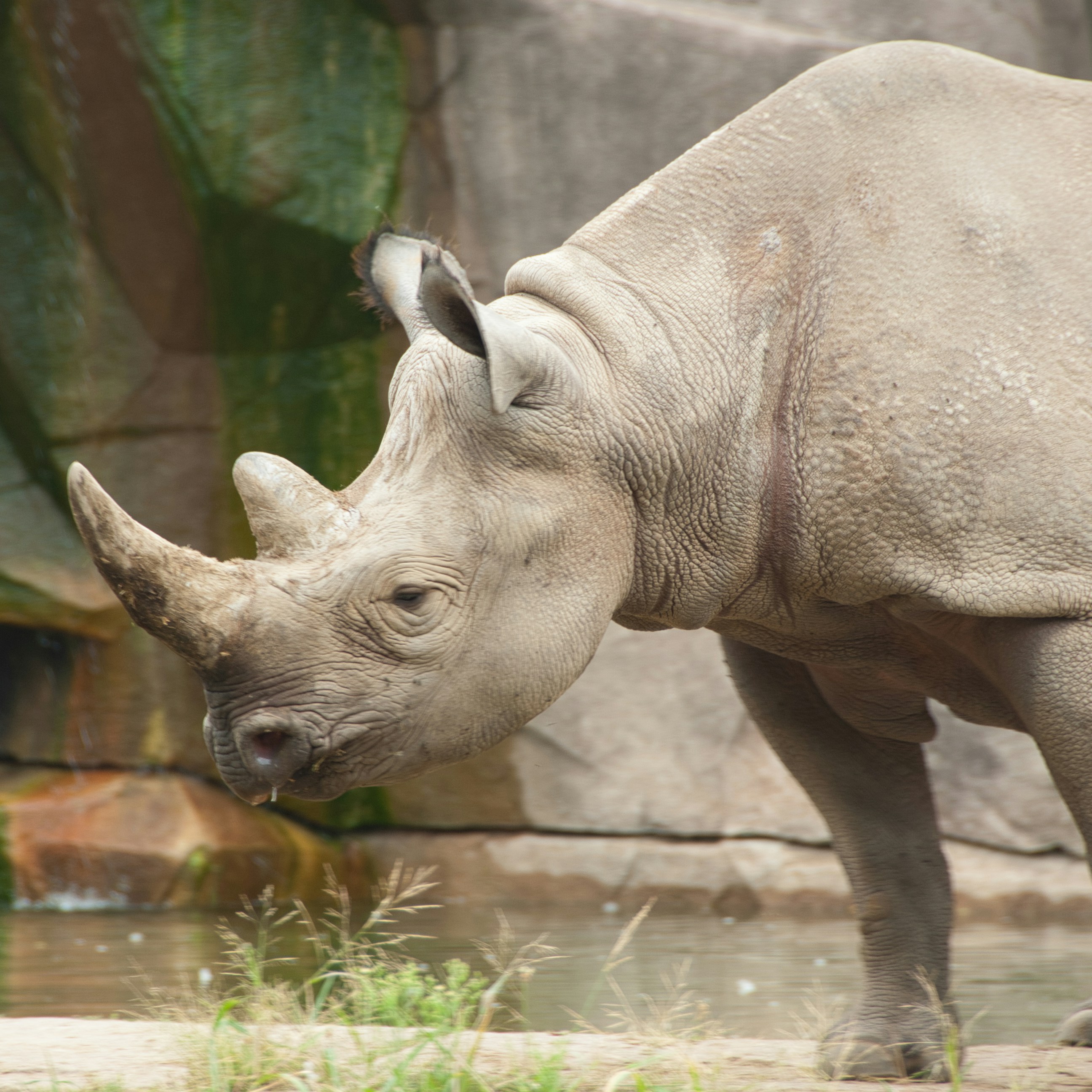 Zoo Animals | 11 best free zoo, animal, usa and wi photos on Unsplash