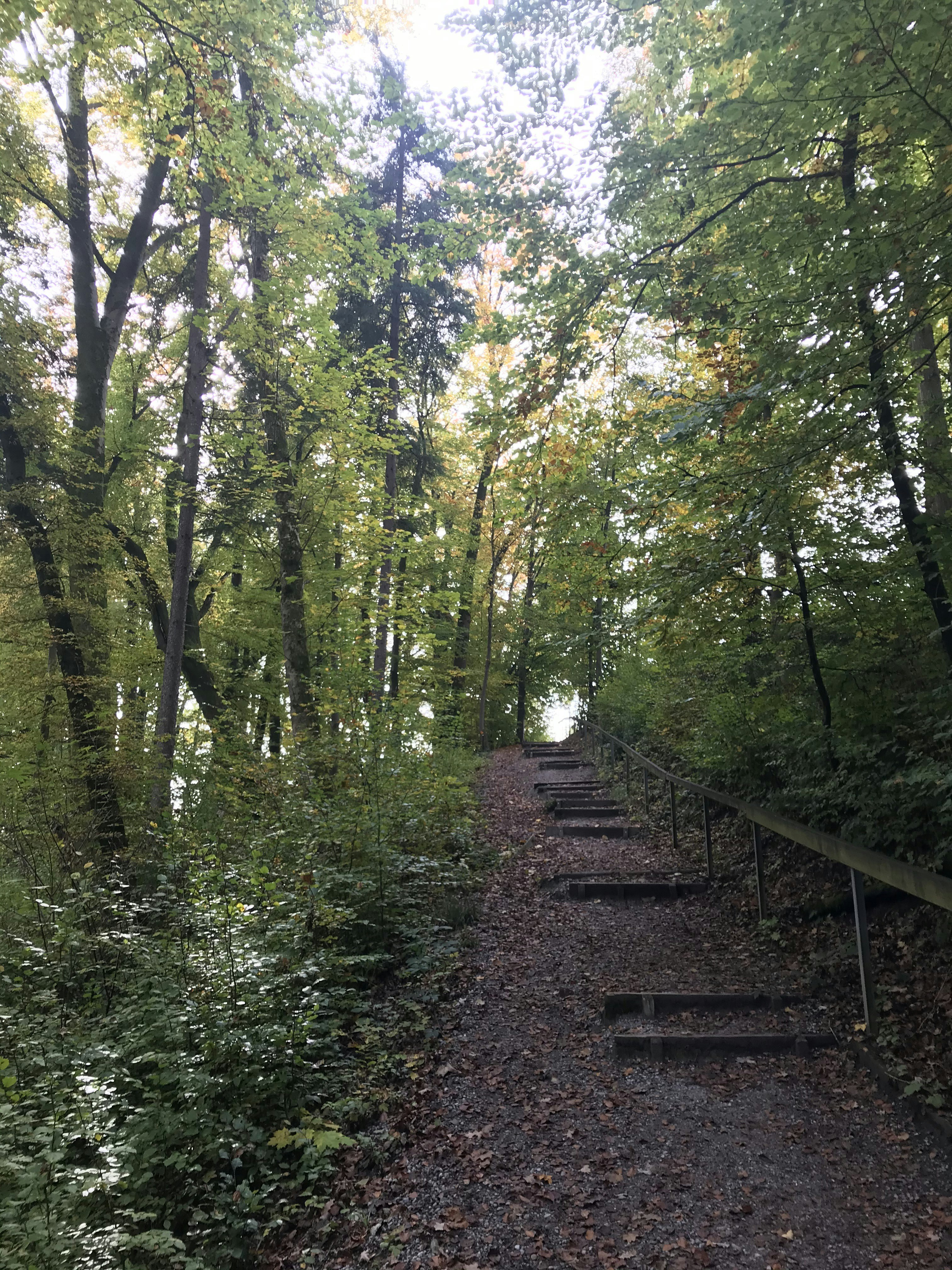 Staircase Through the Green: Autumn Light on the Forest Path