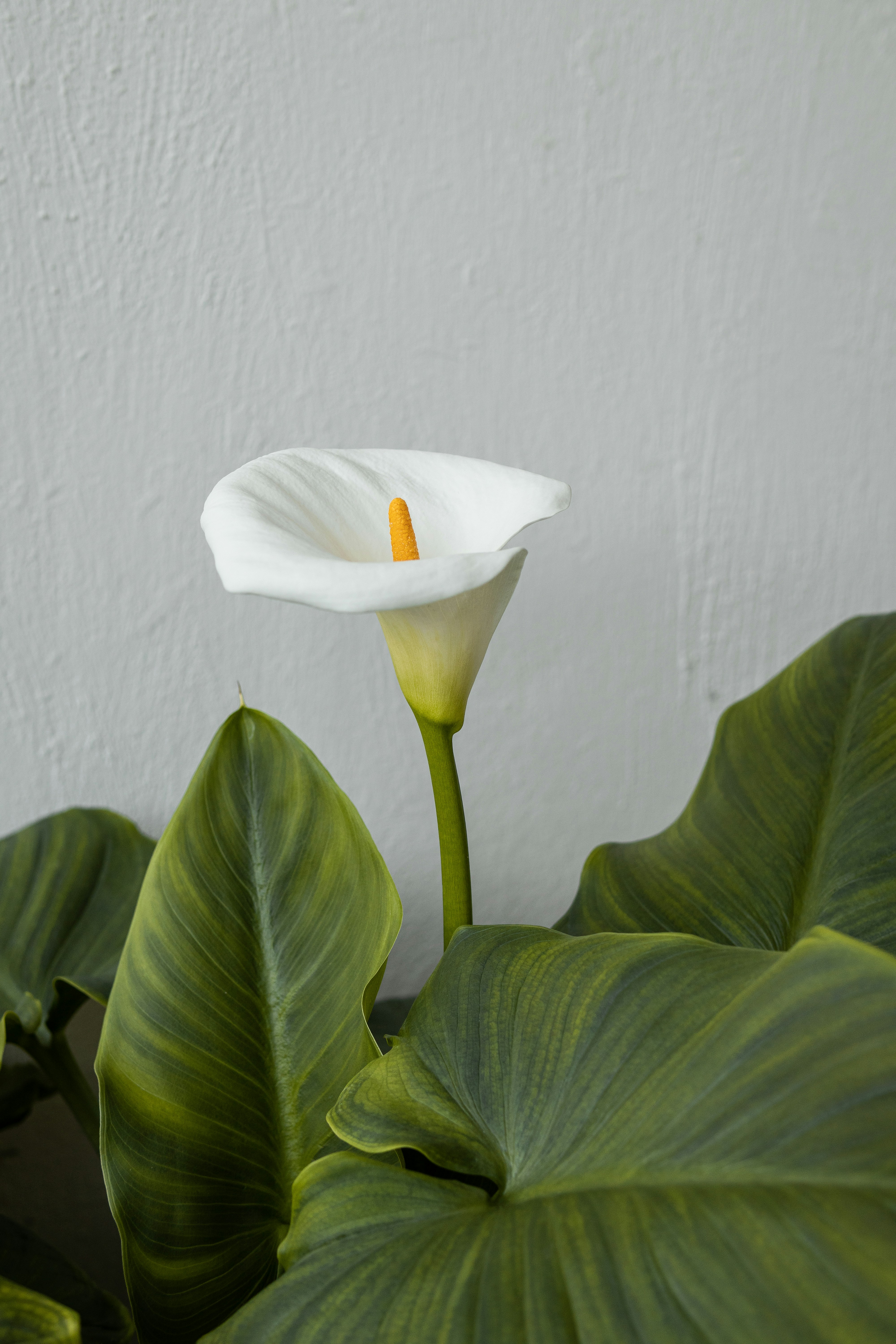 White Calla Lily Rising Above Dark Leaves