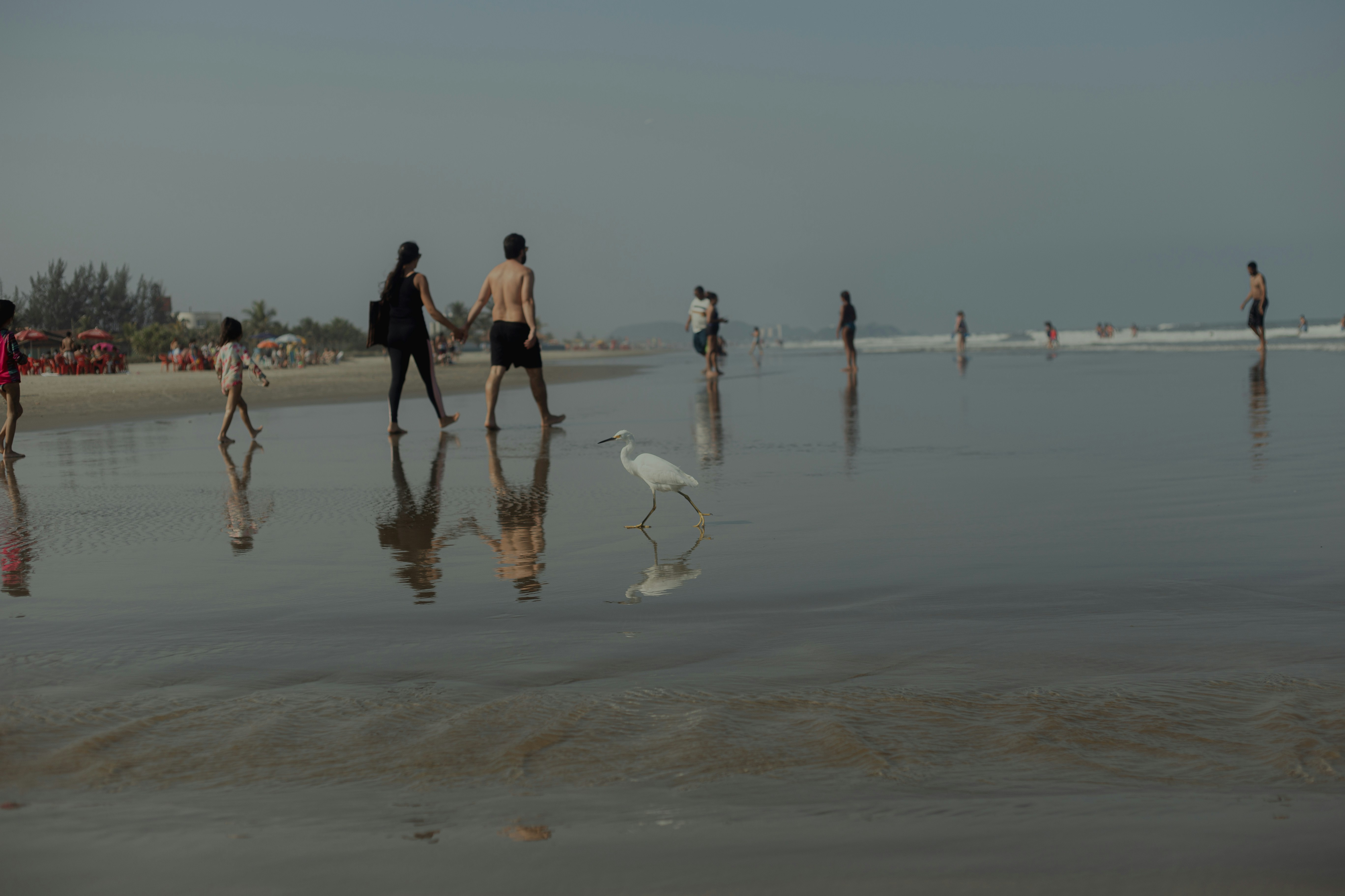 Shoreline Silhouettes: A Calm Walk by the Tidal Mirror